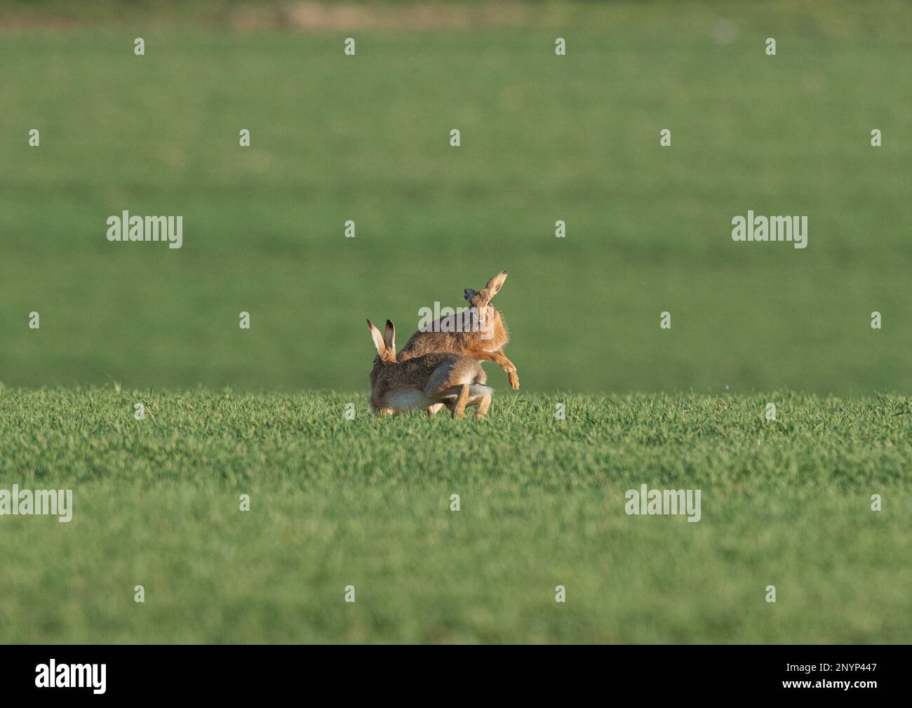 Mad March Hares. Brown Hares ( Lepus europaeus) exhibiting boxing and ...