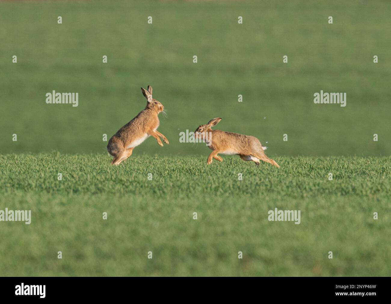 Mad March Hares. Brown Hares ( Lepus europaeus) exhibiting boxing and ...
