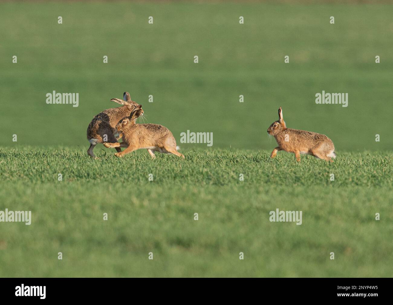 Three Wild Brown Hares chasing each other in a courtship battle across ...