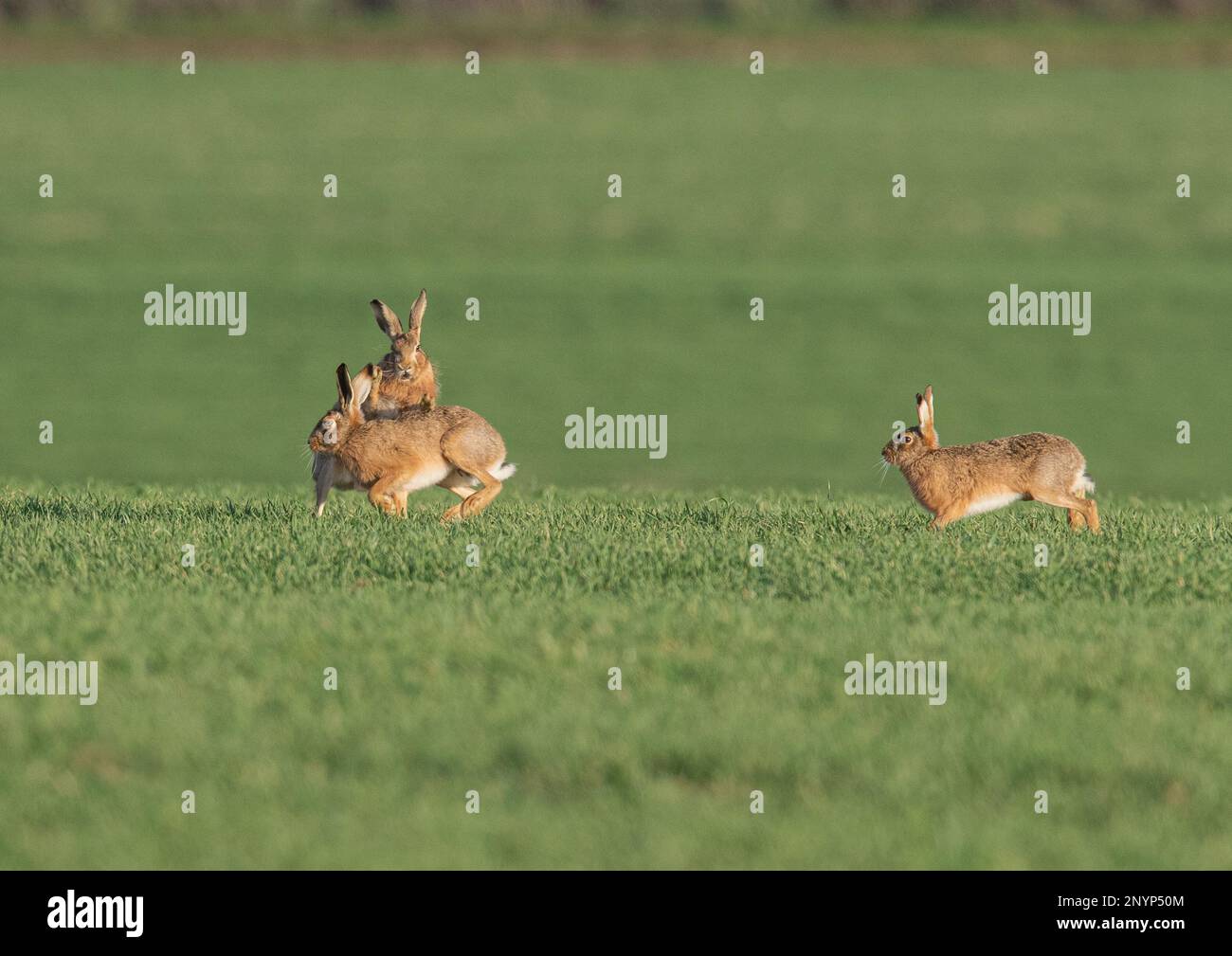 Three Wild Brown Hares chasing each other in a courtship battle across ...