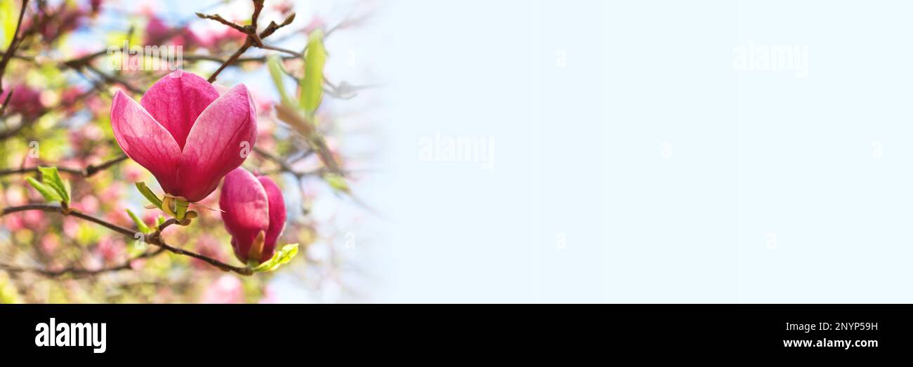 Beautiful blooming pink magnolia tree on spring day banner. Panoramic ...