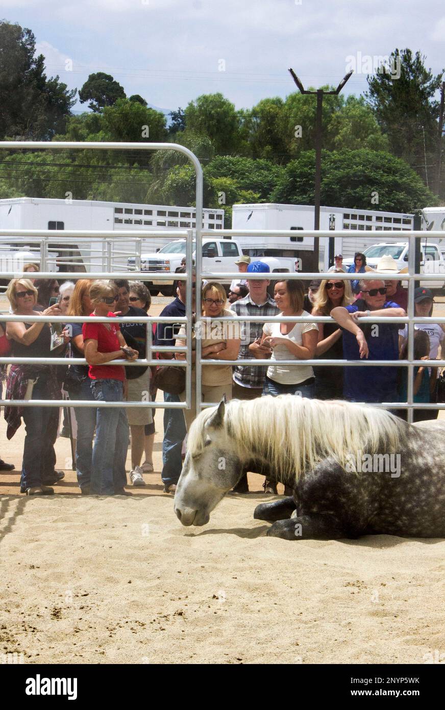 Visitors watch one of the Disneyland Resort's horses take a rest break ...