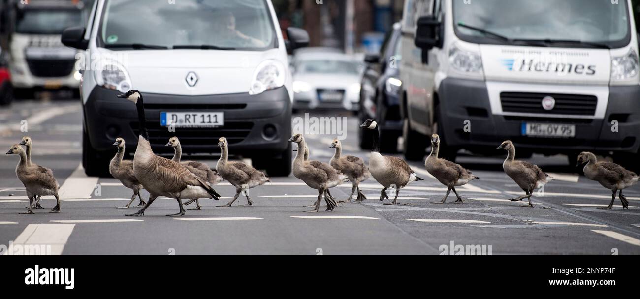 Cars have to stop as a group of Canada geese crosses a street in ...