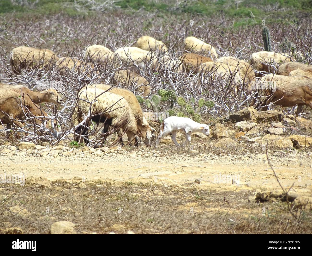 Flock of sheep with little lamb in the dry desert with cacti and dead ...