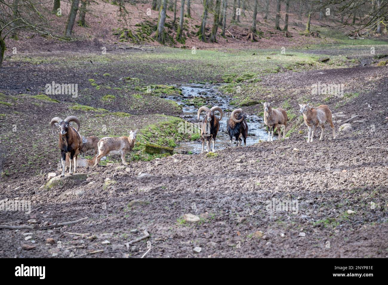 Group of billy goats and goats standing outdoors in front of a river at ...