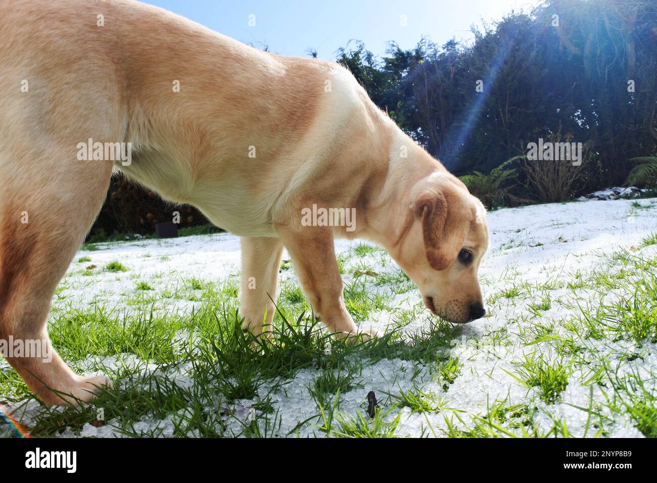Yellow labrador retriever smelling fresh snow for the first time - John ...