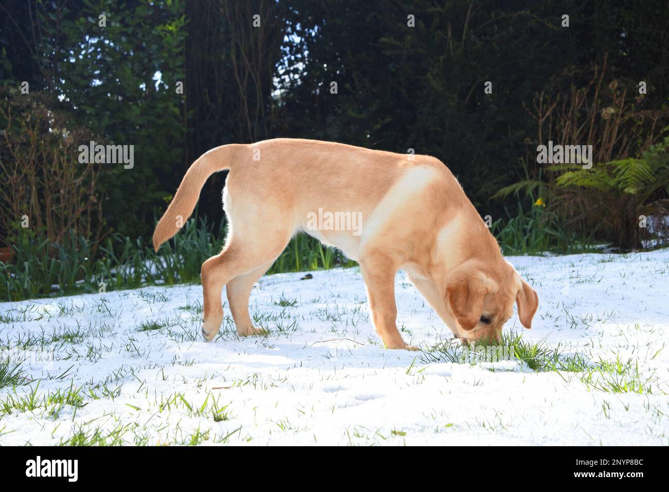 Yellow labrador retriever smelling fresh snow for the first time - John ...