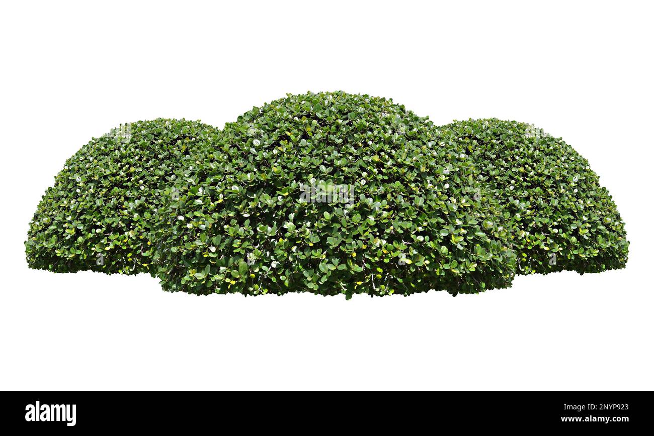 green bush isolated on white background Stock Photo - Alamy