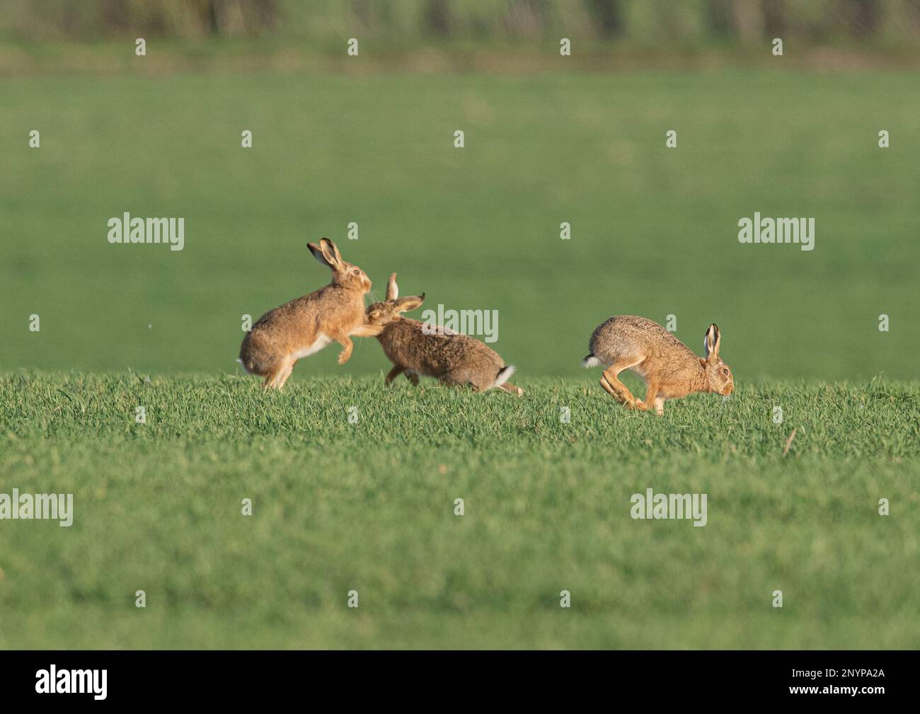 Three Wild Brown Hares chasing each other in a courtship battle across ...