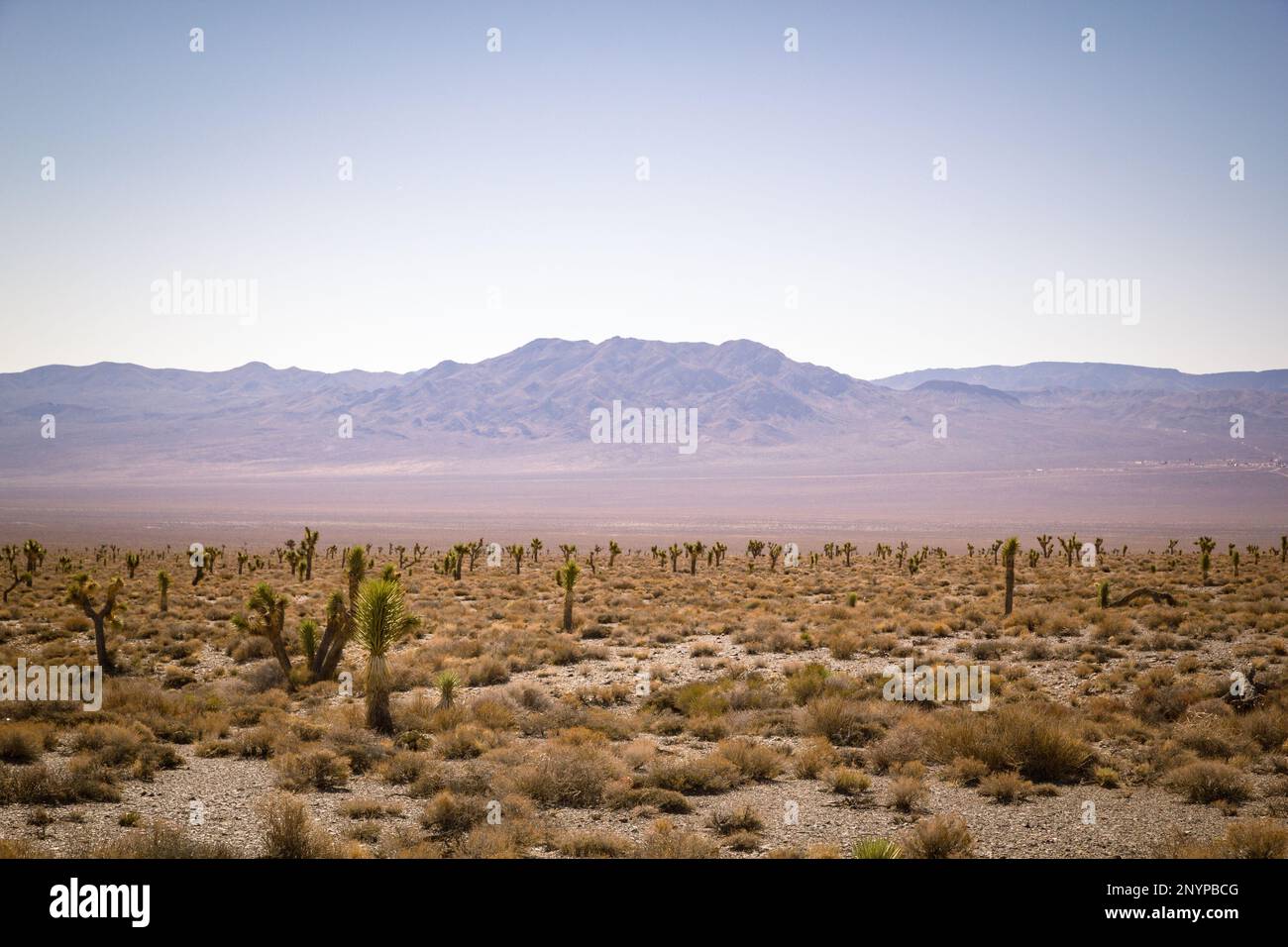 Field of cactus in death valley Stock Photo - Alamy