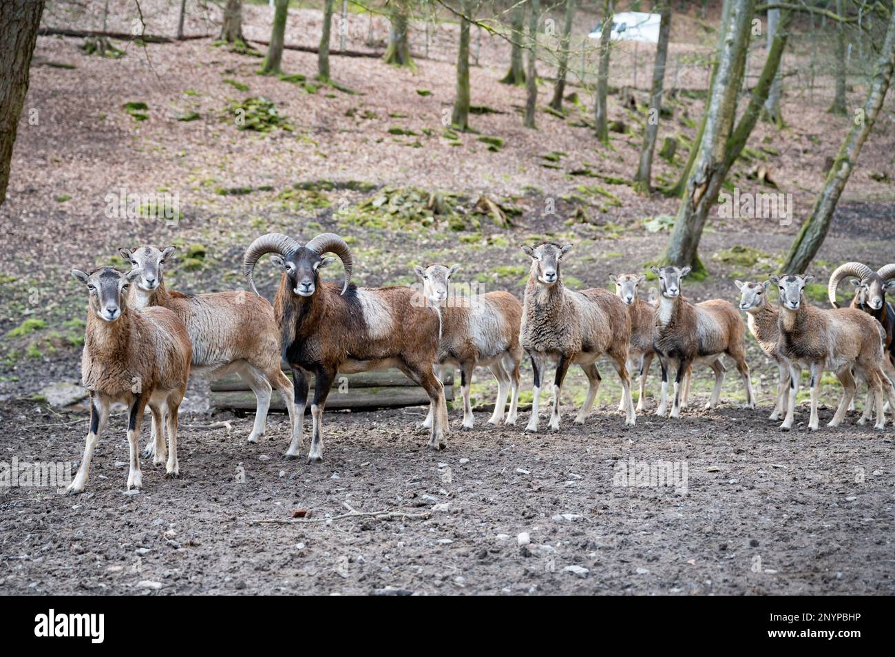Group of billy goats and goats standing outdoors in a row, looking at ...