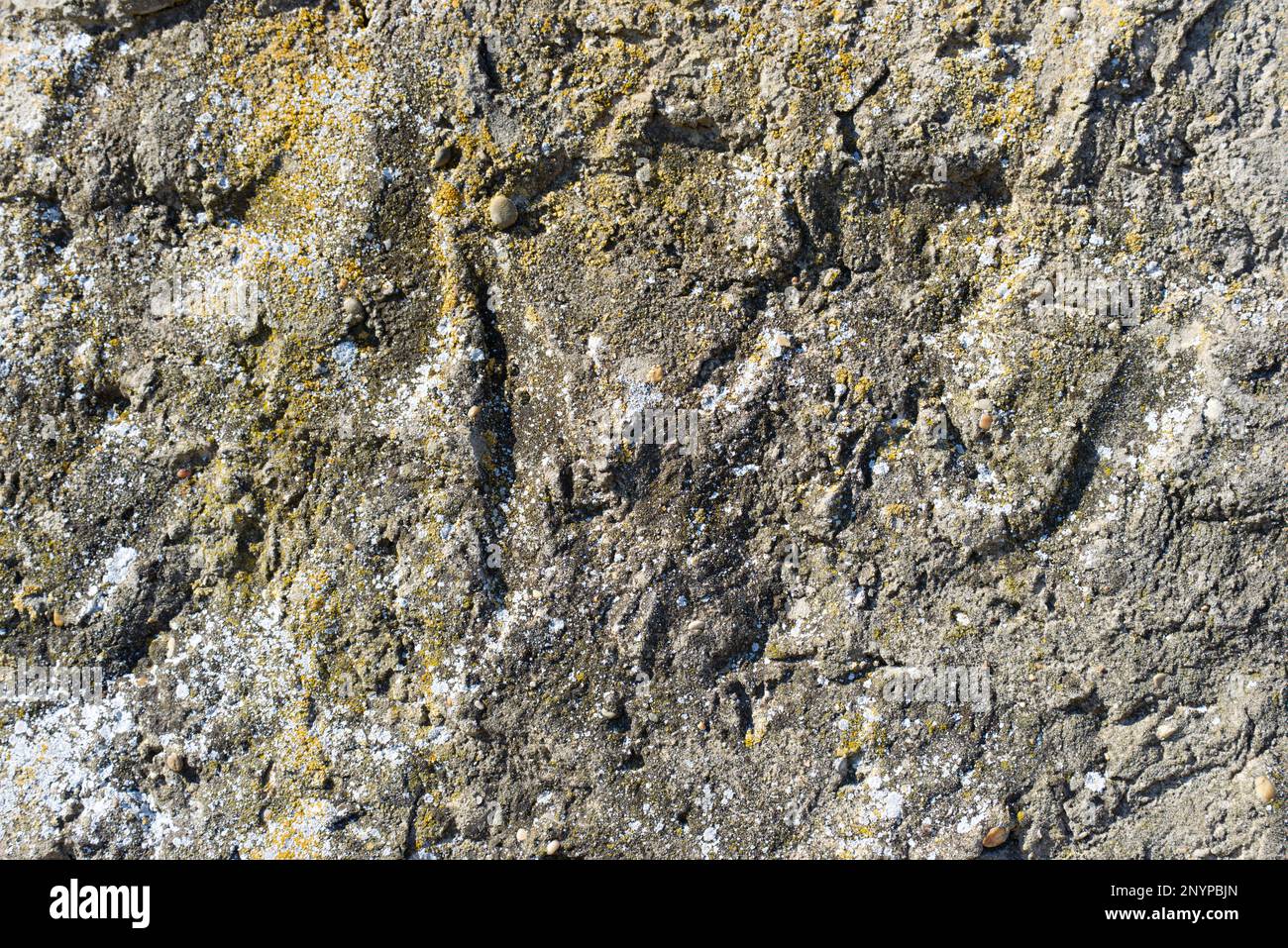 Texture of an old stone wall with lichen Stock Photo - Alamy