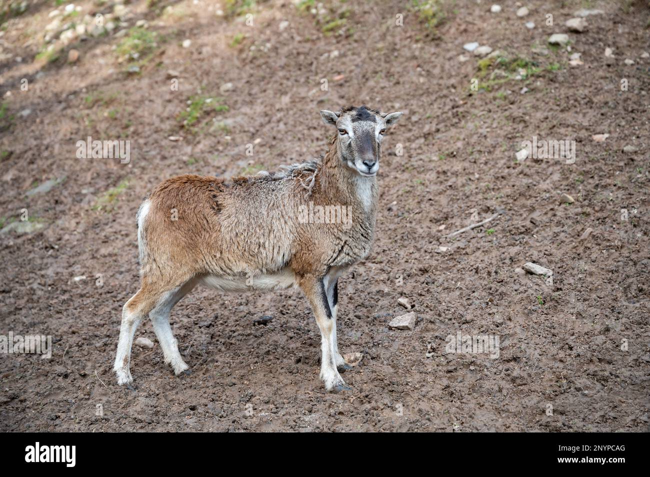 Single goat standing and looking at camera, wildlife park Brudergrund ...