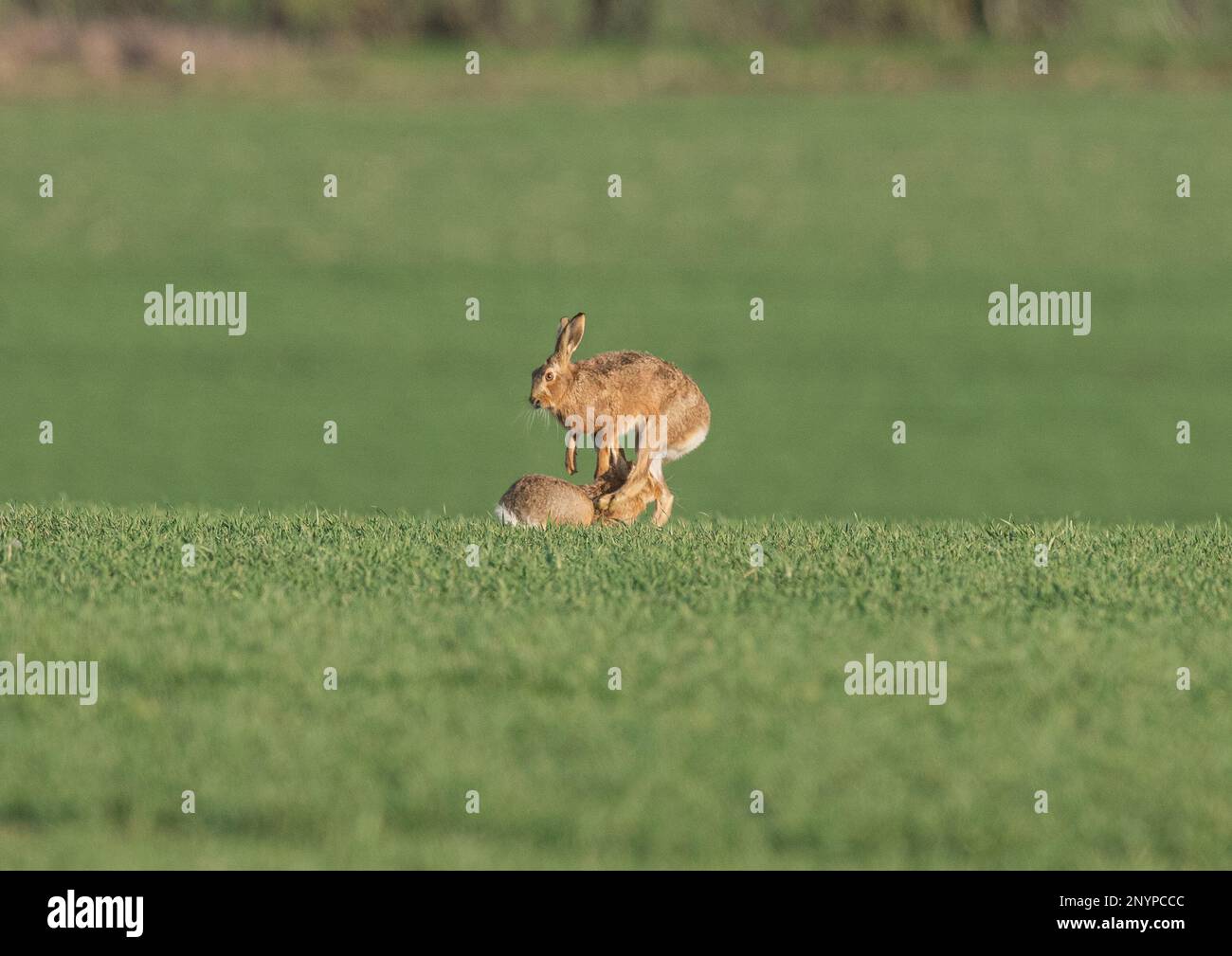 Mad March Hares. Brown Hares ( Lepus europaeus) exhibiting boxing and ...