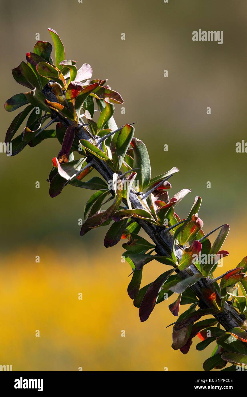 Close up of desert ocotillo stem, thorns, and leaves in early spring at ...