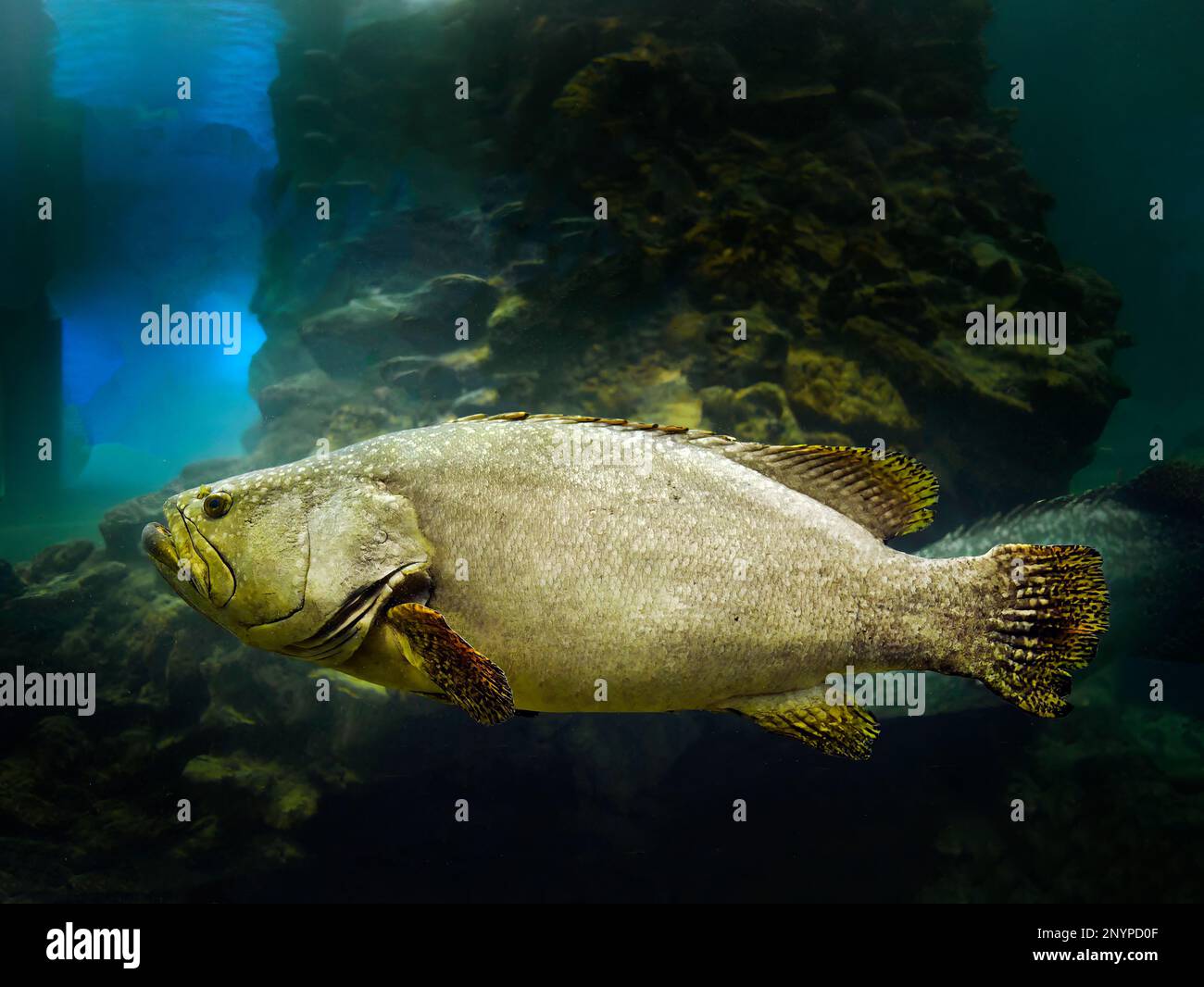 Close up A single Giant Grouper, big fish, swimming in the tank at ...
