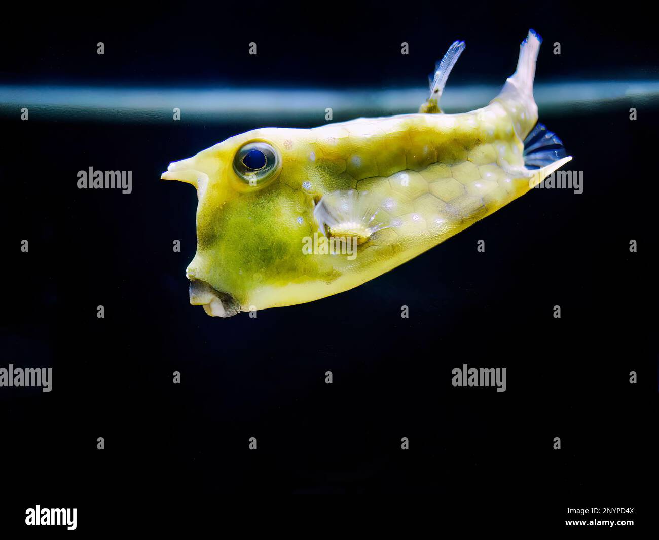 Close up a yellow Thornback Cowfish, Longhorn Cowfish, Lactoria cornuta ...