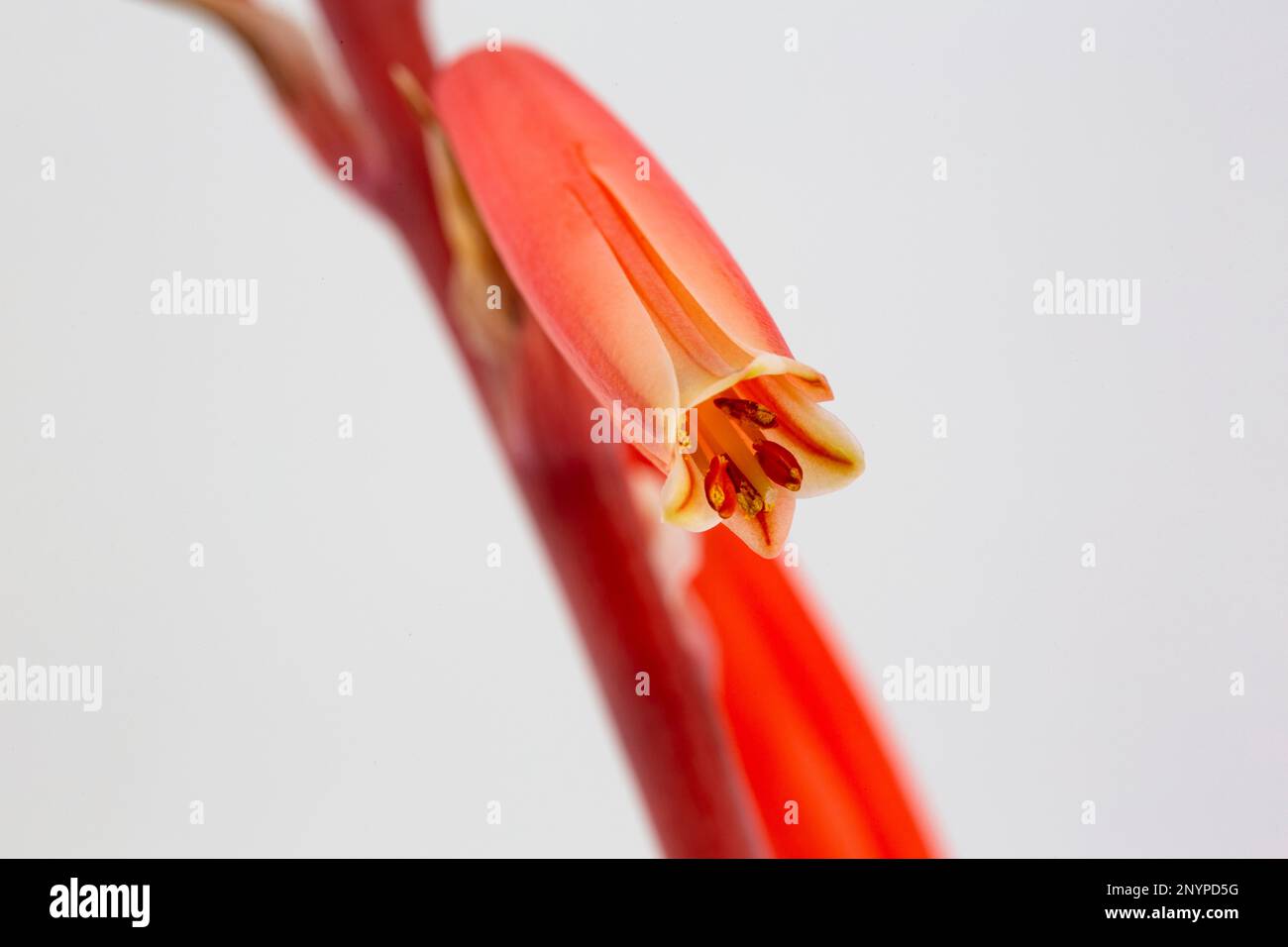 Macro close up of tubular flower of elf aloe succulent, popular ...