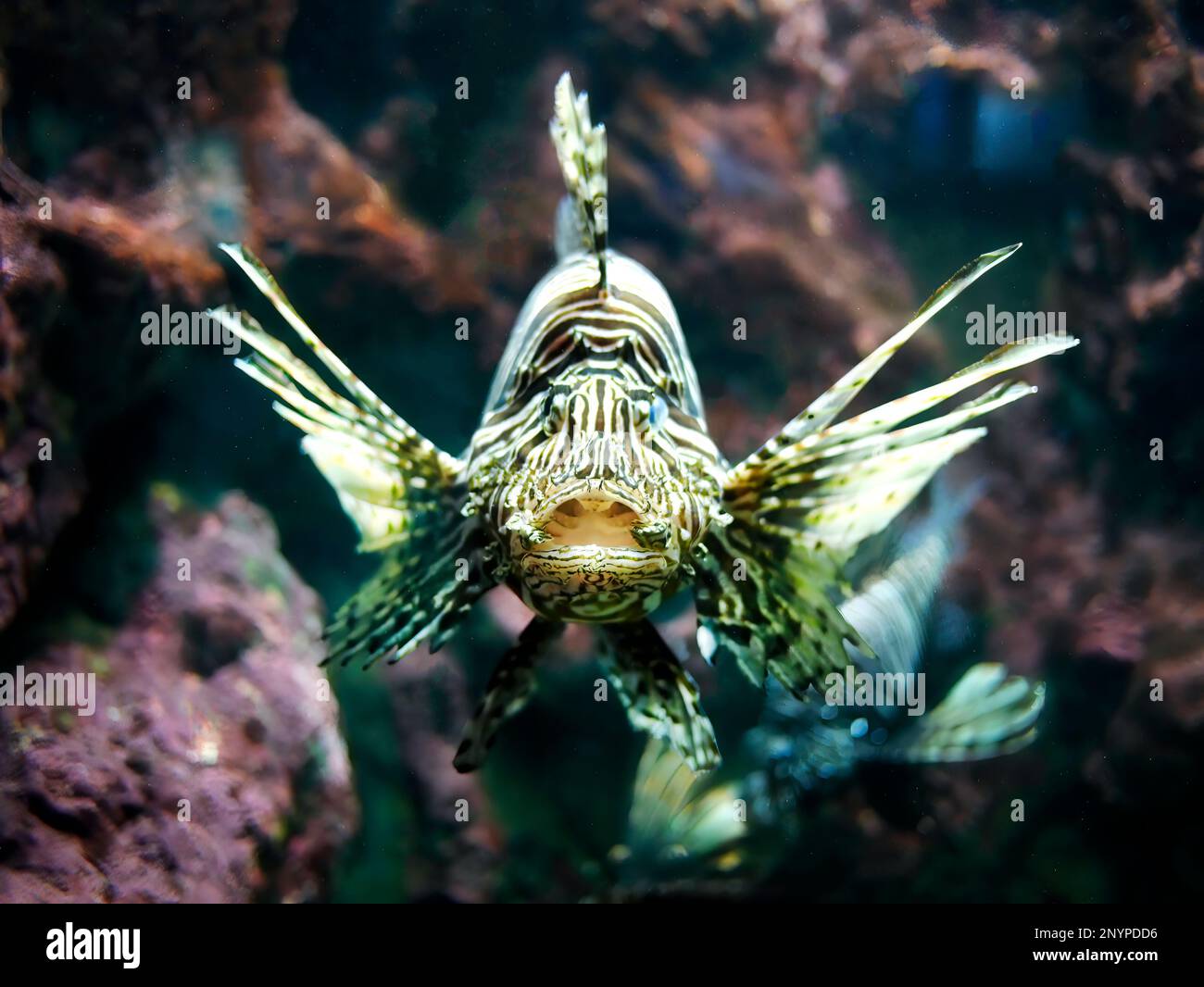 Close up Lionfish or Devil Firefish, Pterois miles, swimming in coral ...