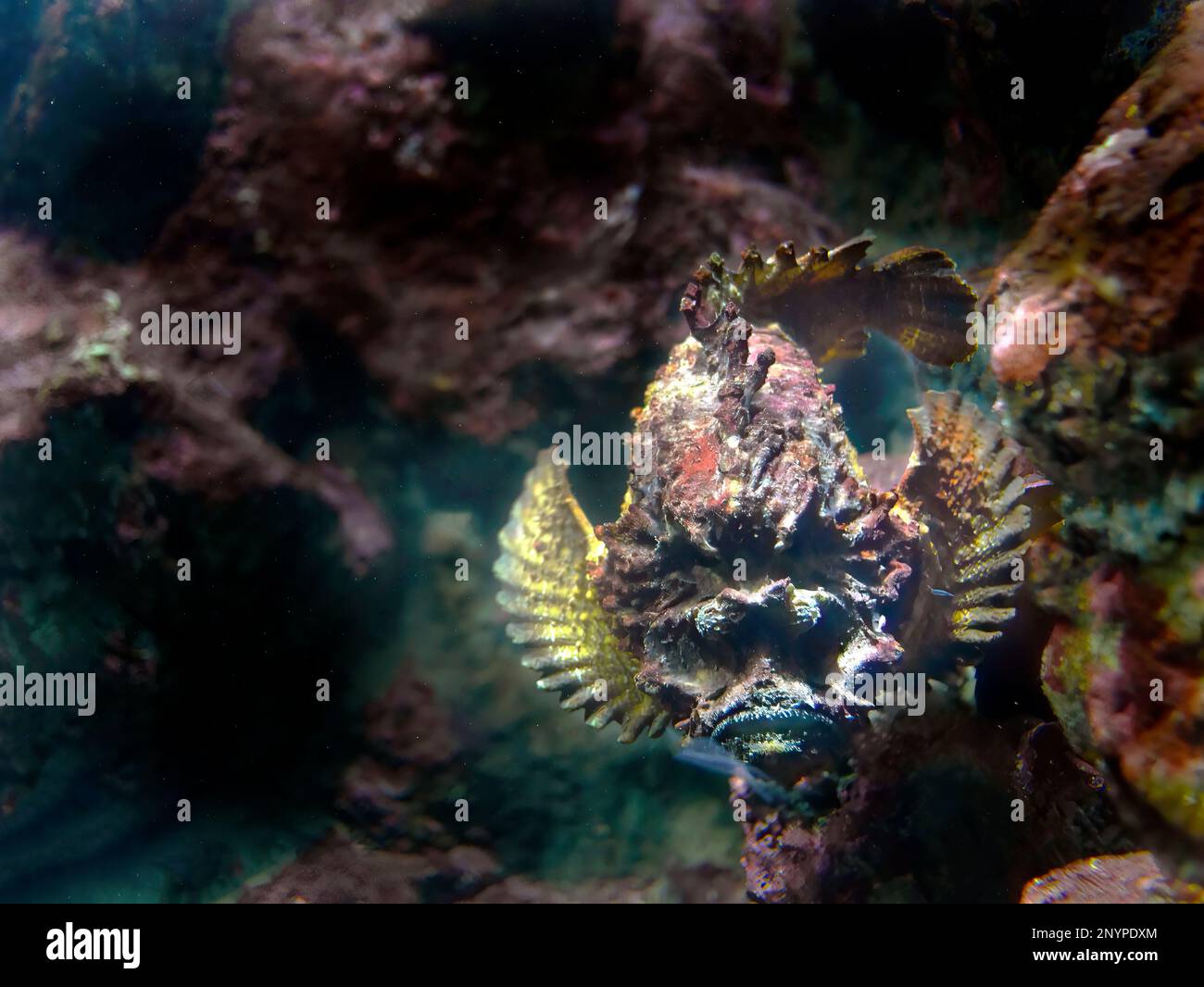 Close up stonefish, Synanceia verrucosa, Estuarine stonefish, Hidden in ...
