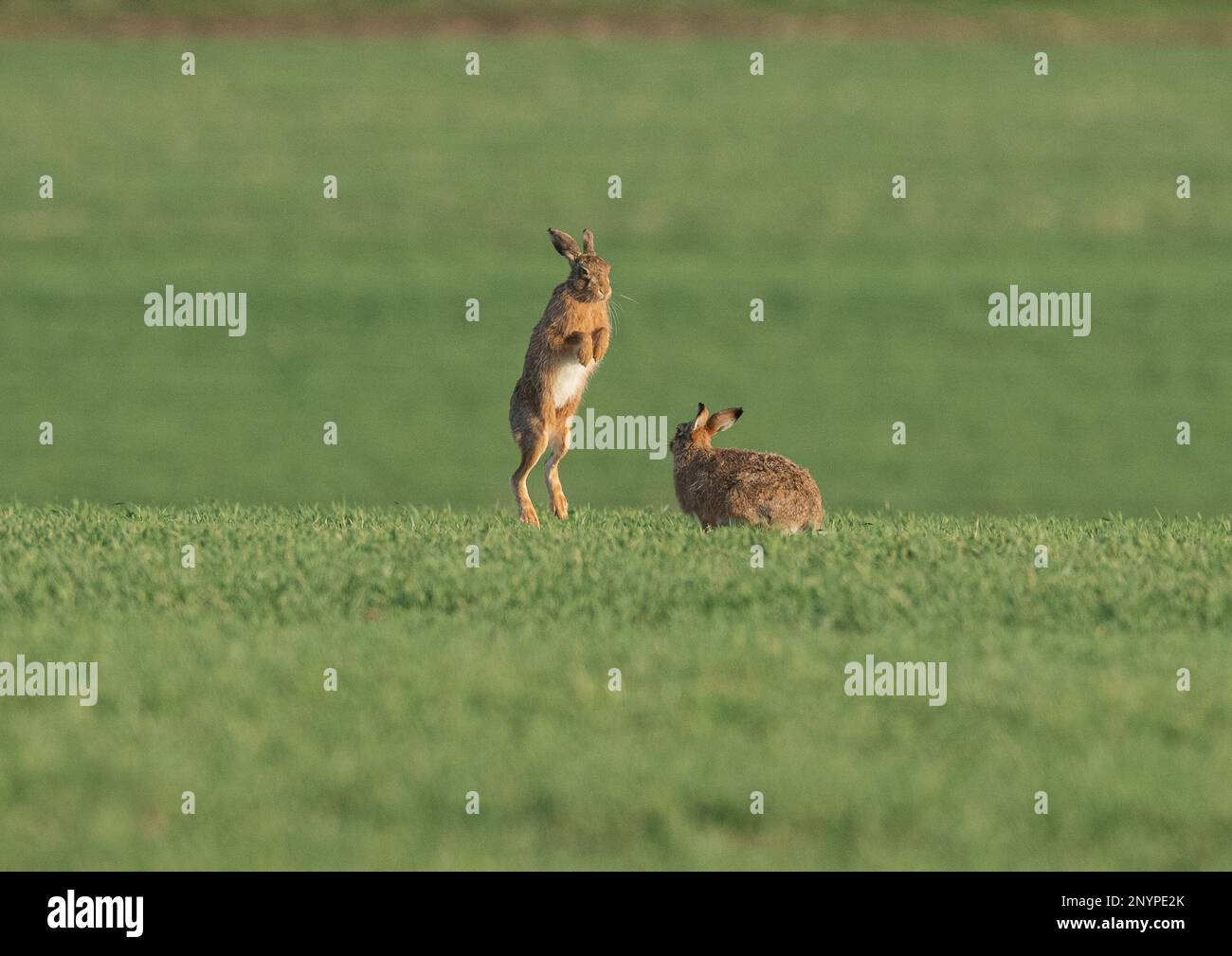 Mad March Hares. Brown Hares ( Lepus europaeus) exhibiting boxing and ...