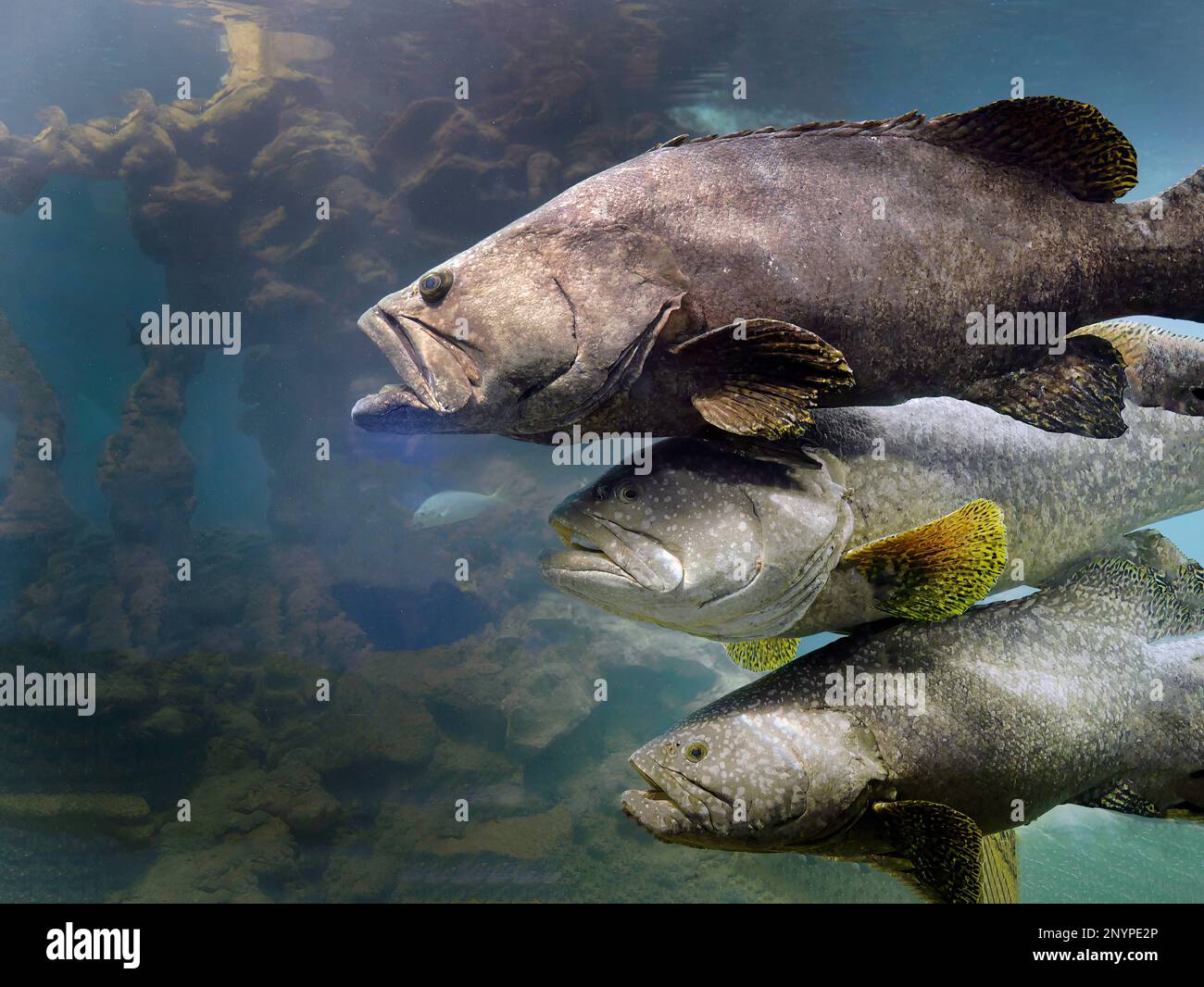 Grouper tail hi-res stock photography and images - Alamy