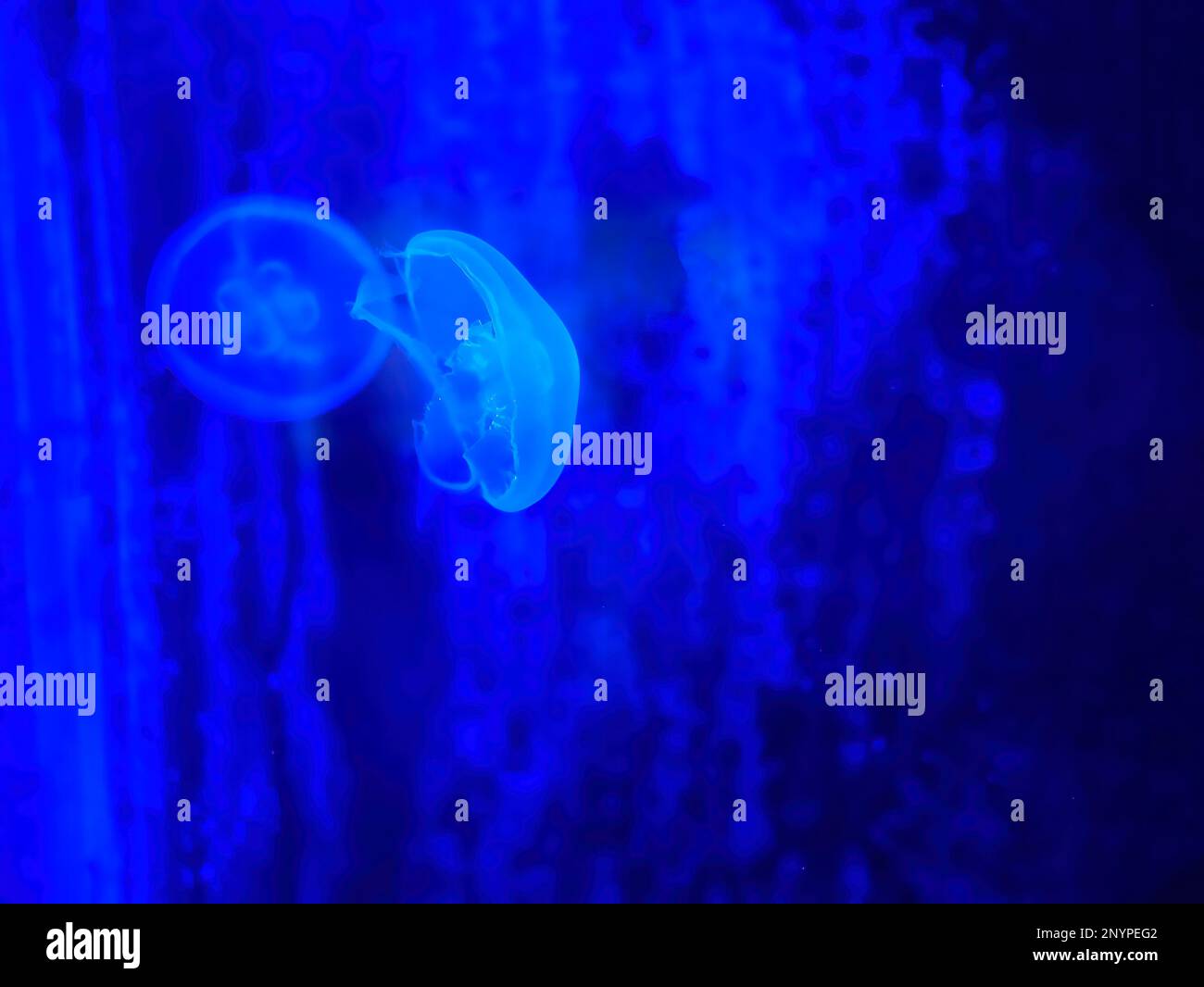 Small moon jellyfishes illuminated with neon glow lights in blue ...