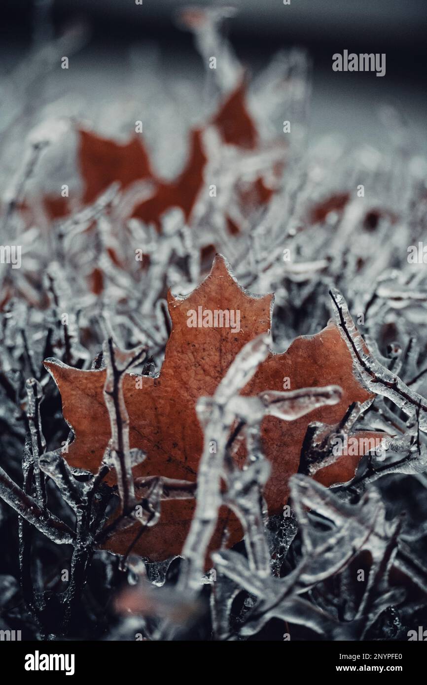 Autumn and winter. autumn yellow leaf covered in ice, tree branches ...
