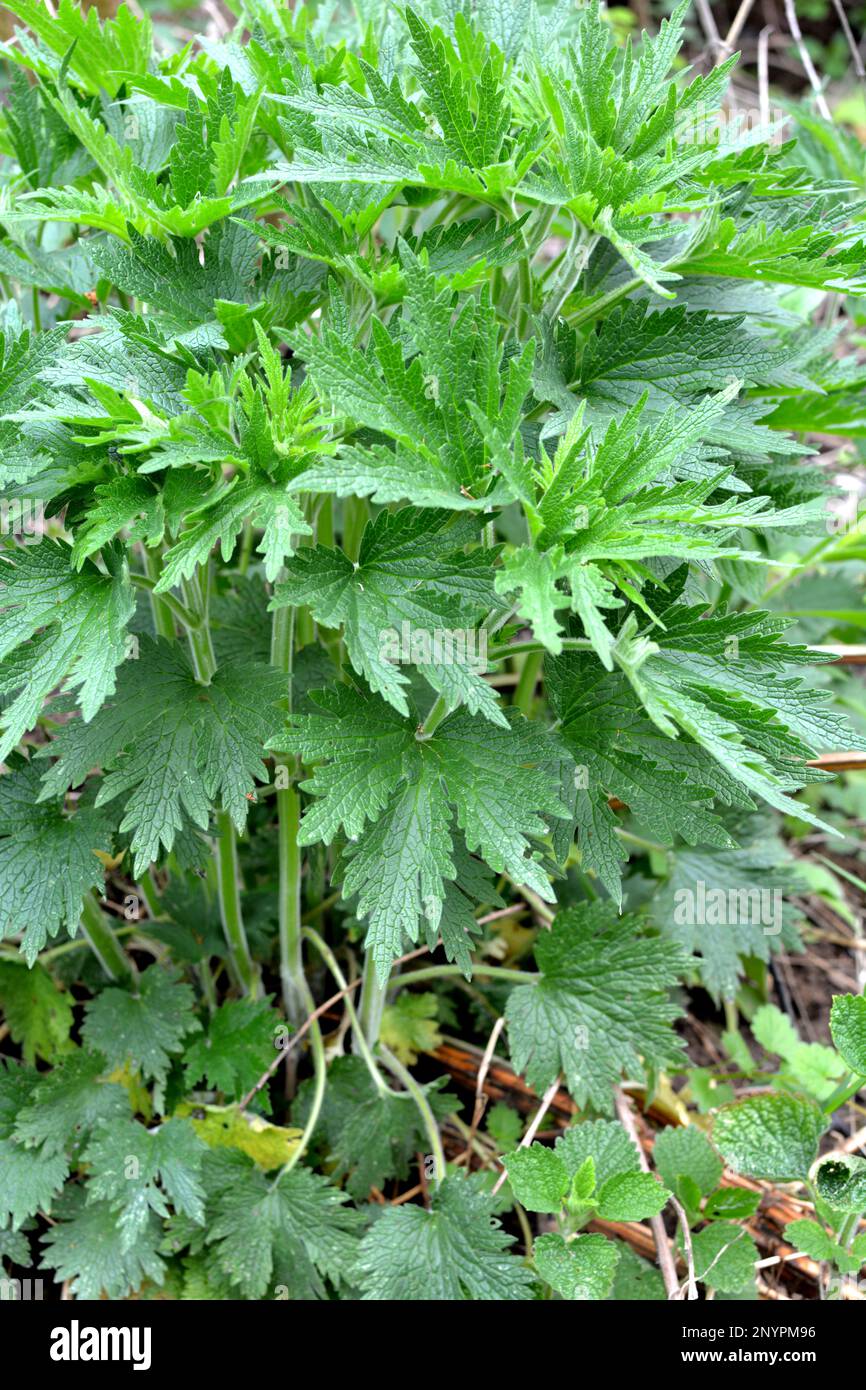 In the meadow among the herbs grows and blooms dog nettle is five ...