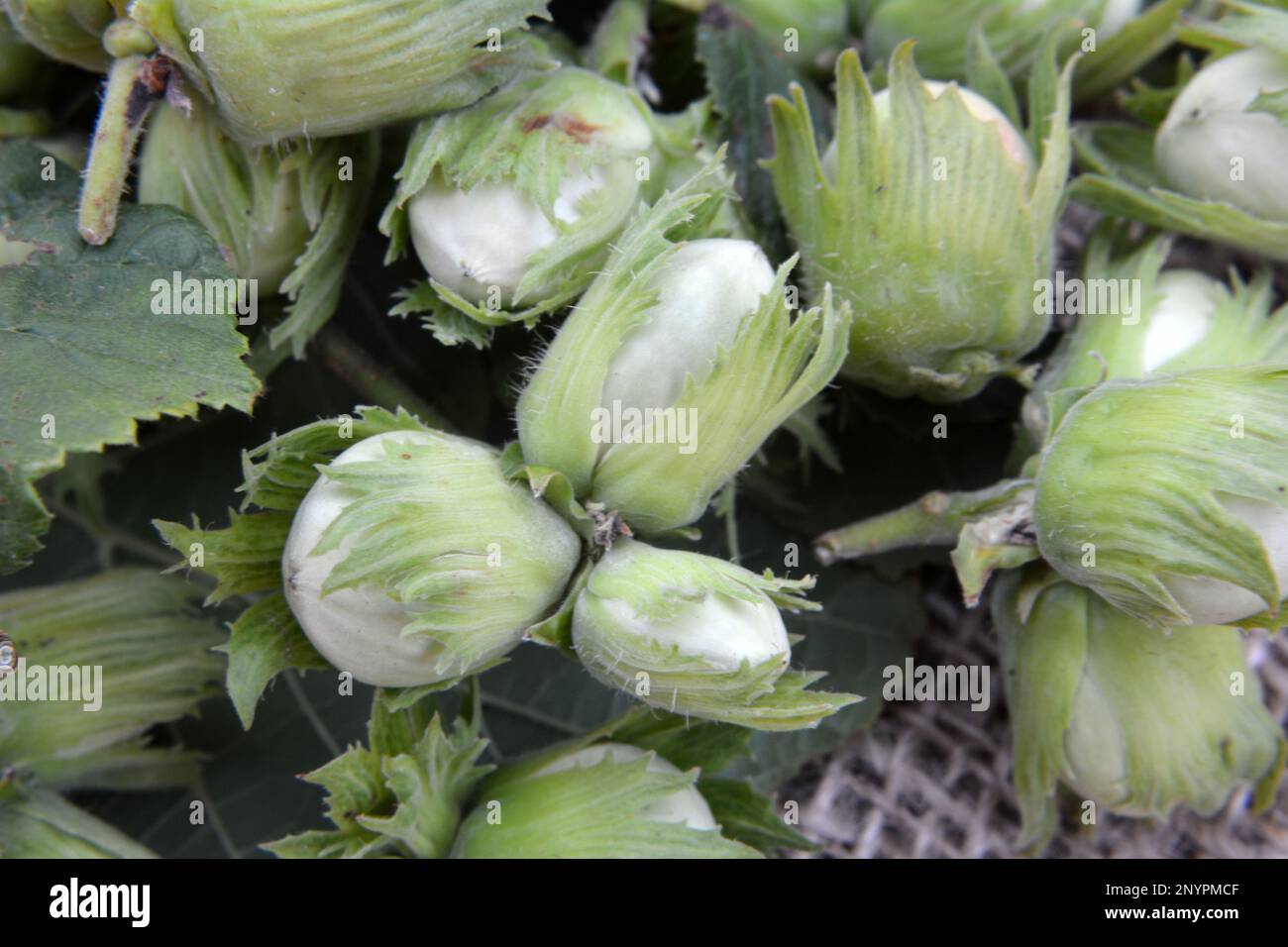 In a heap - a freshly harvested crop of nuts hazel Stock Photo - Alamy