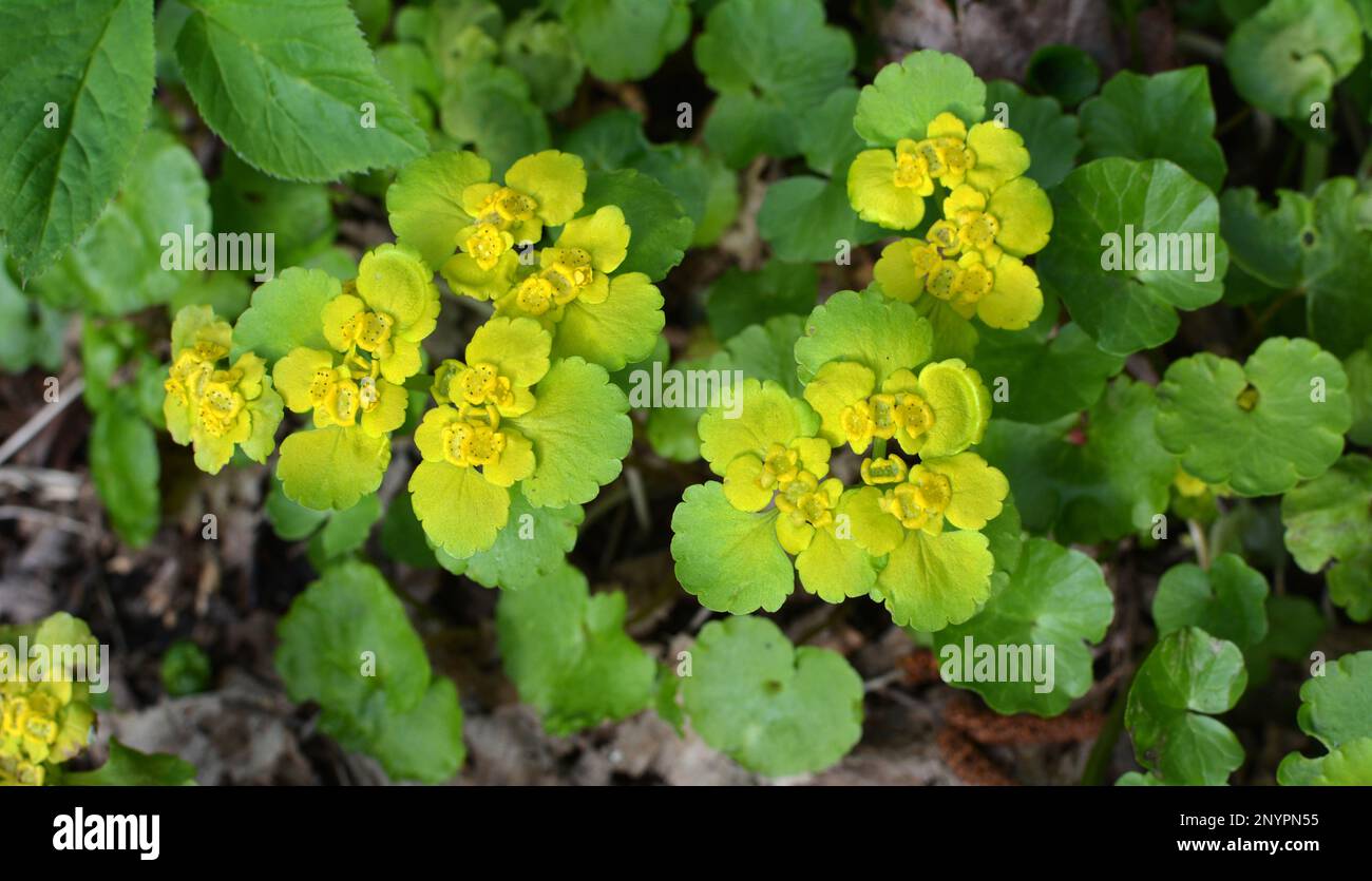 Chrysosplenium alternifolium hi-res stock photography and images - Alamy