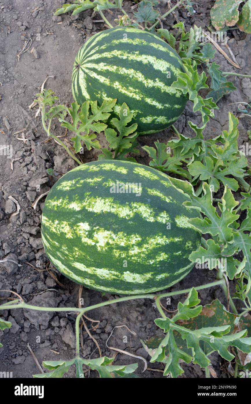 In the field, in the open ground watermelons ripen Stock Photo - Alamy