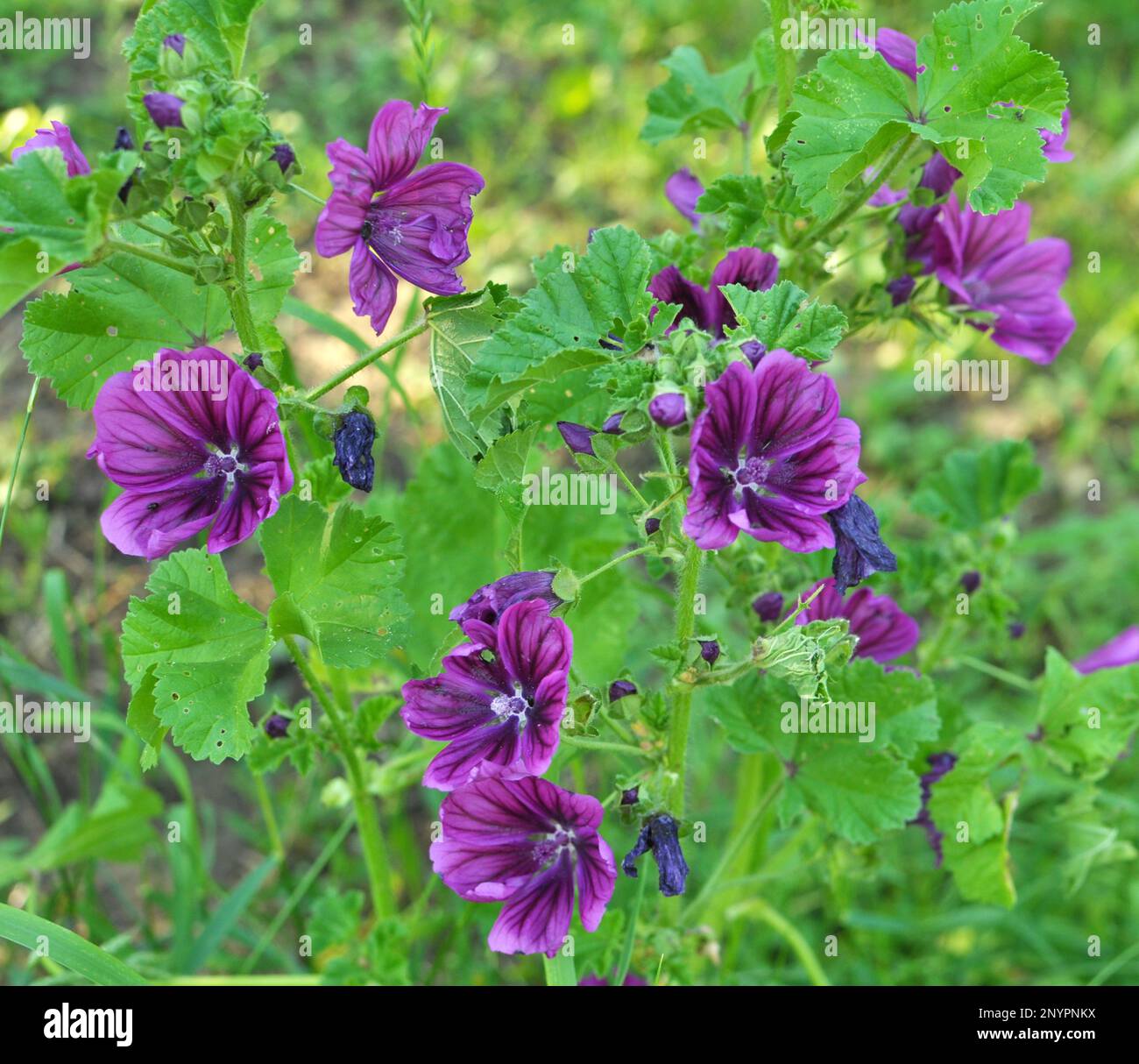 Mallow, malva sylvestris forest grows in the wild Stock Photo - Alamy