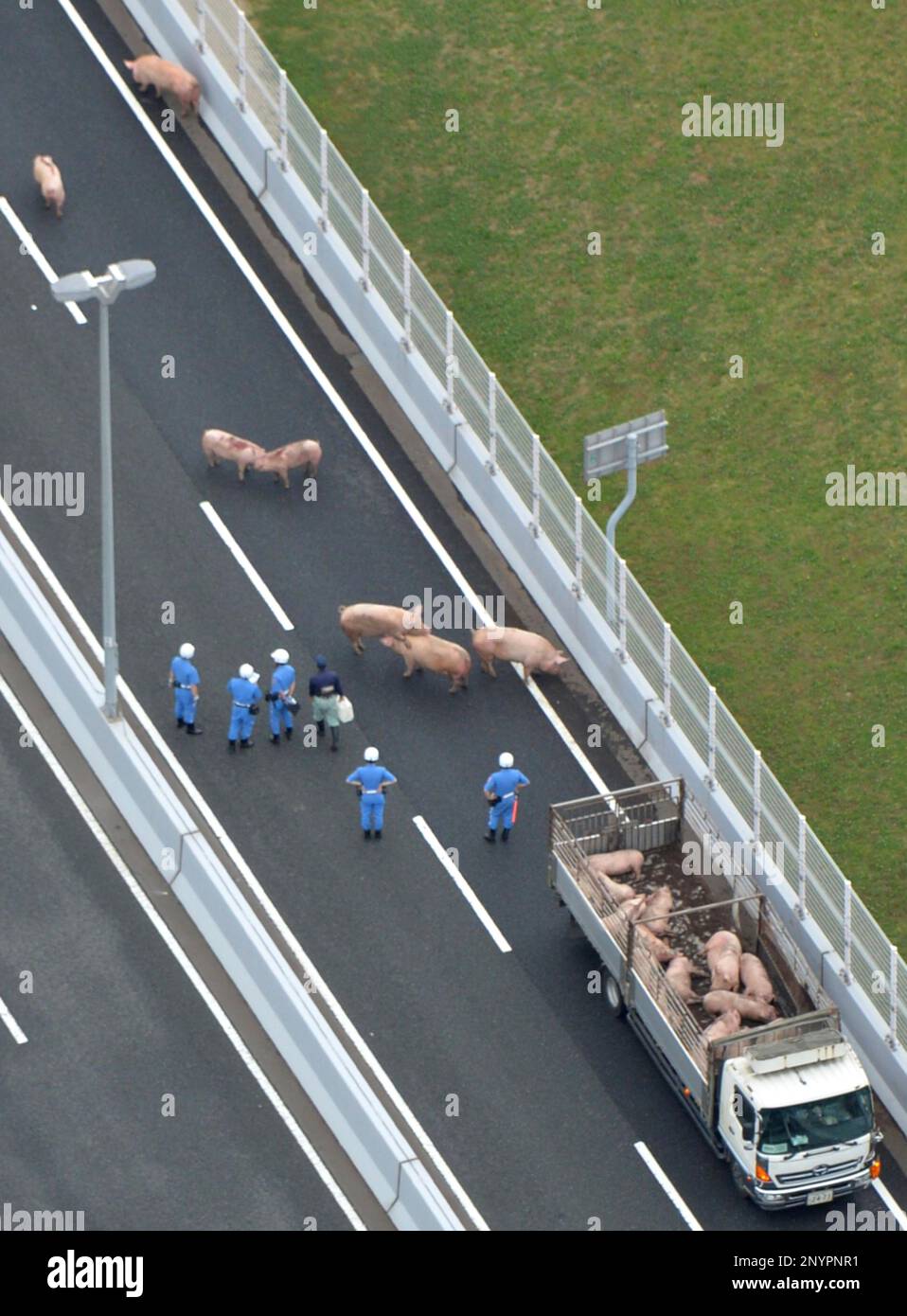 A photo shows several pigs running loose on Ikeda line of the Hanshin ...