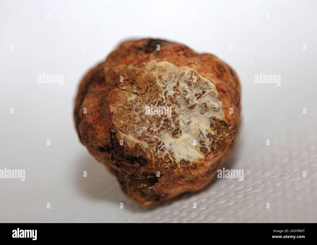White truffle mushroom close up background botanical prints tuber ...