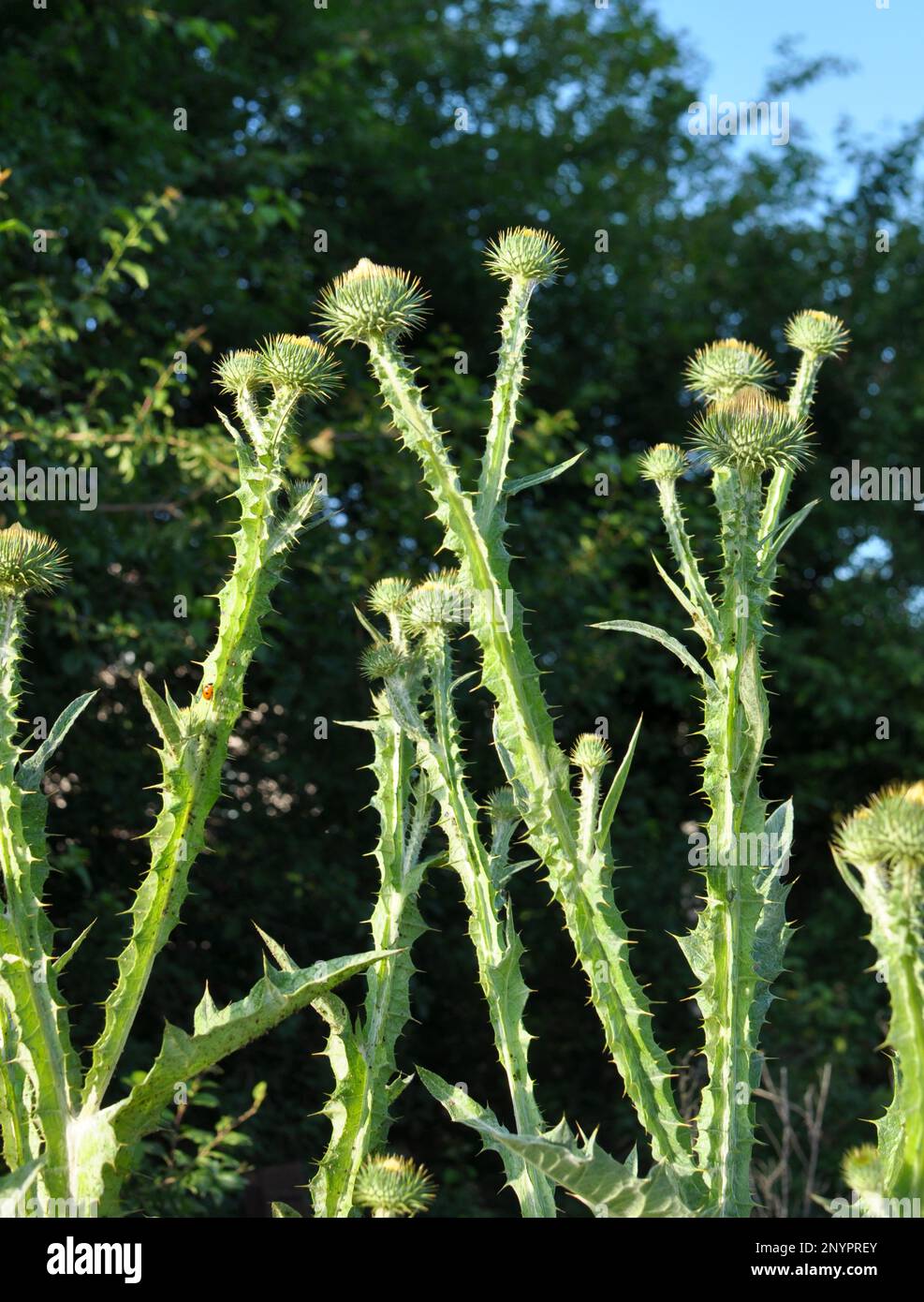 The tall and prickly thistle Onopordum acanthium grows in the wild ...