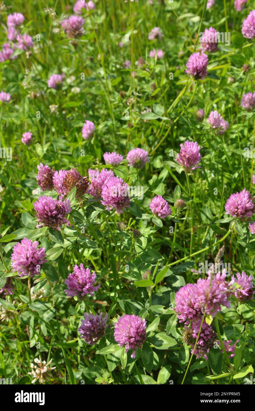Meadow clover (Trifolium pratense) grows in the meadow among wild ...