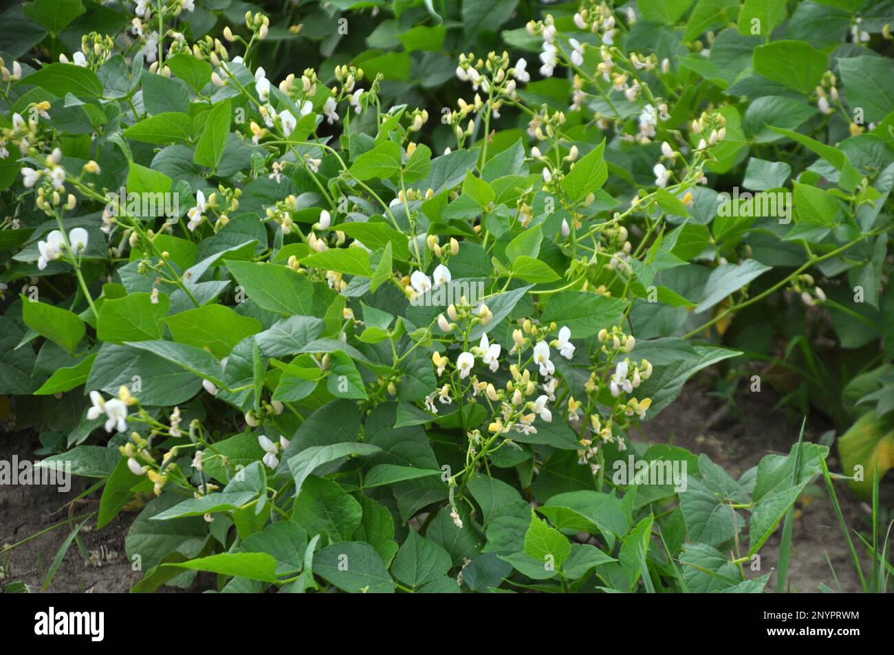 Common bean (Phaseolus vulgaris) blooms in open ground in the garden ...