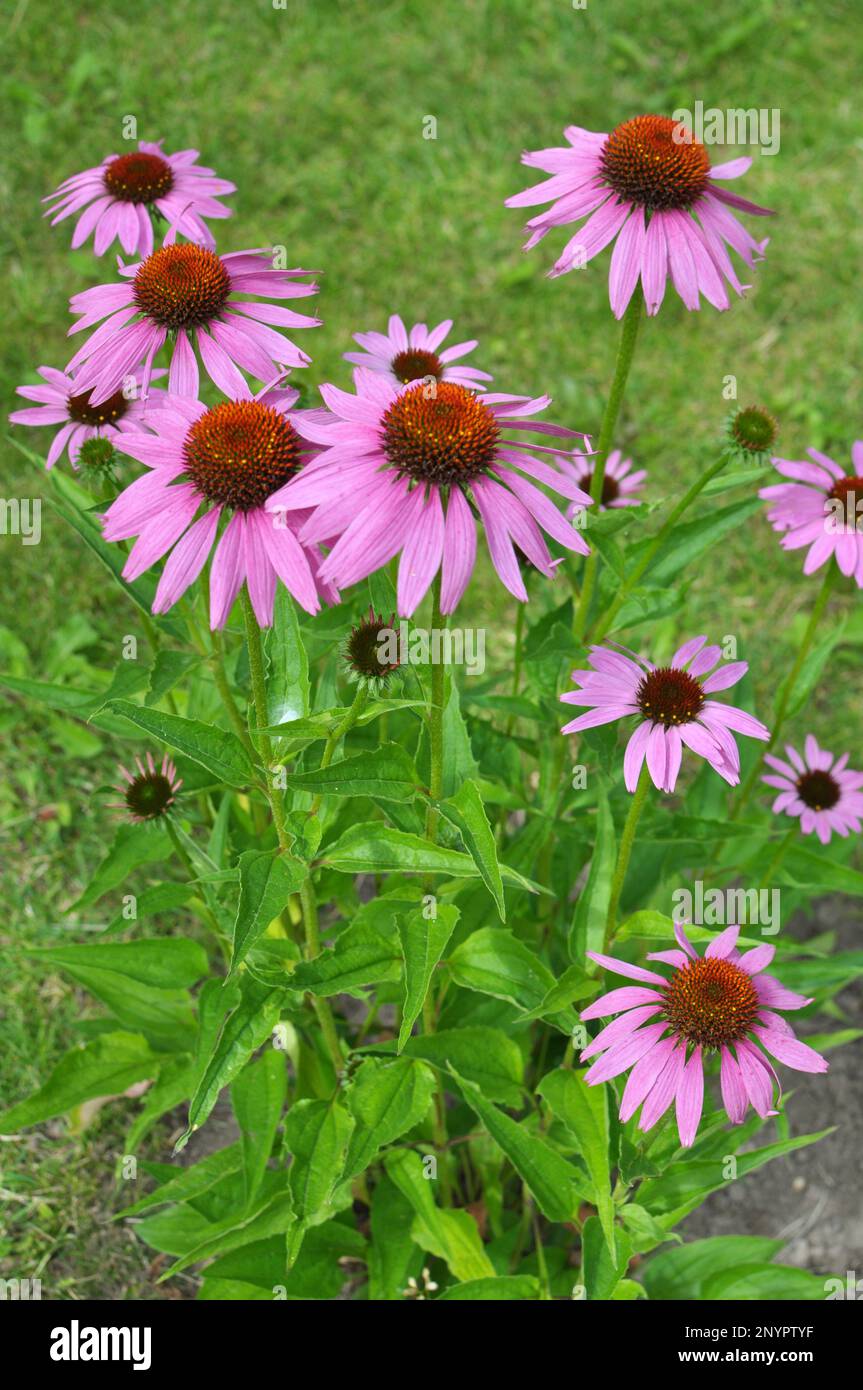 Bloom in nature perennial hi-res stock photography and images - Alamy