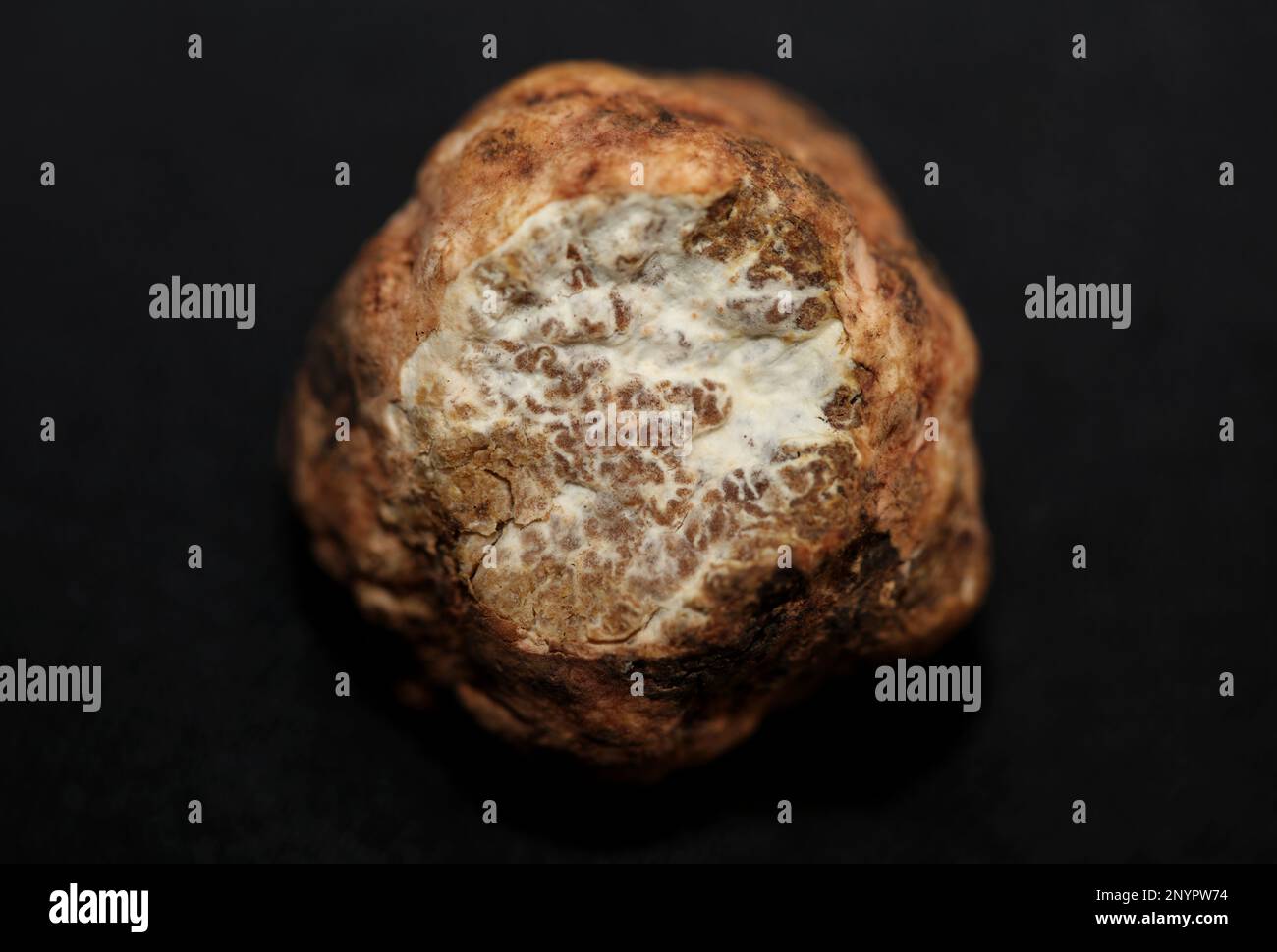 White truffle mushroom close up background botanical prints tuber ...