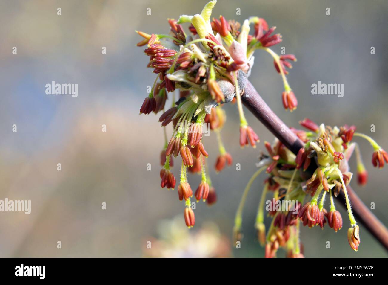 In spring, the ash maple (Acer negundo) blooms in nature Stock Photo ...
