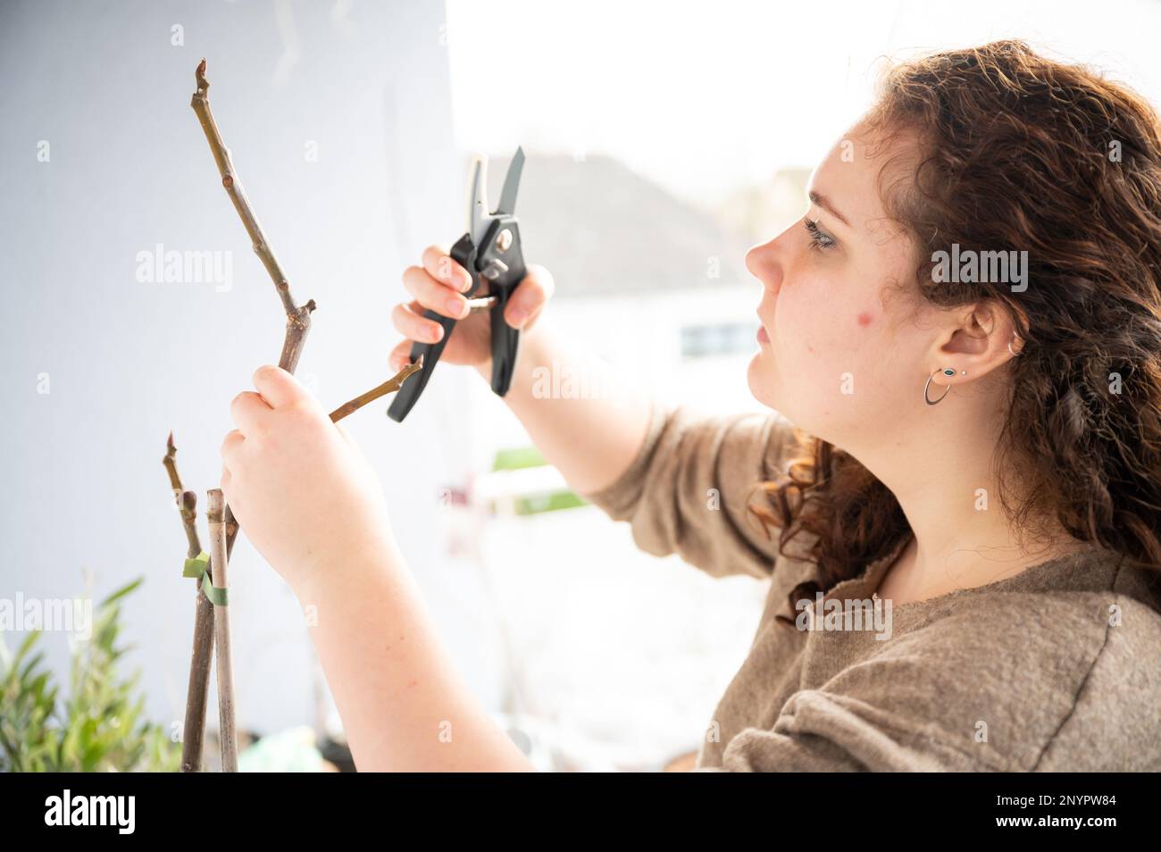 Close-up Woman with brown curly hair cutting a tree with a secateurs on ...