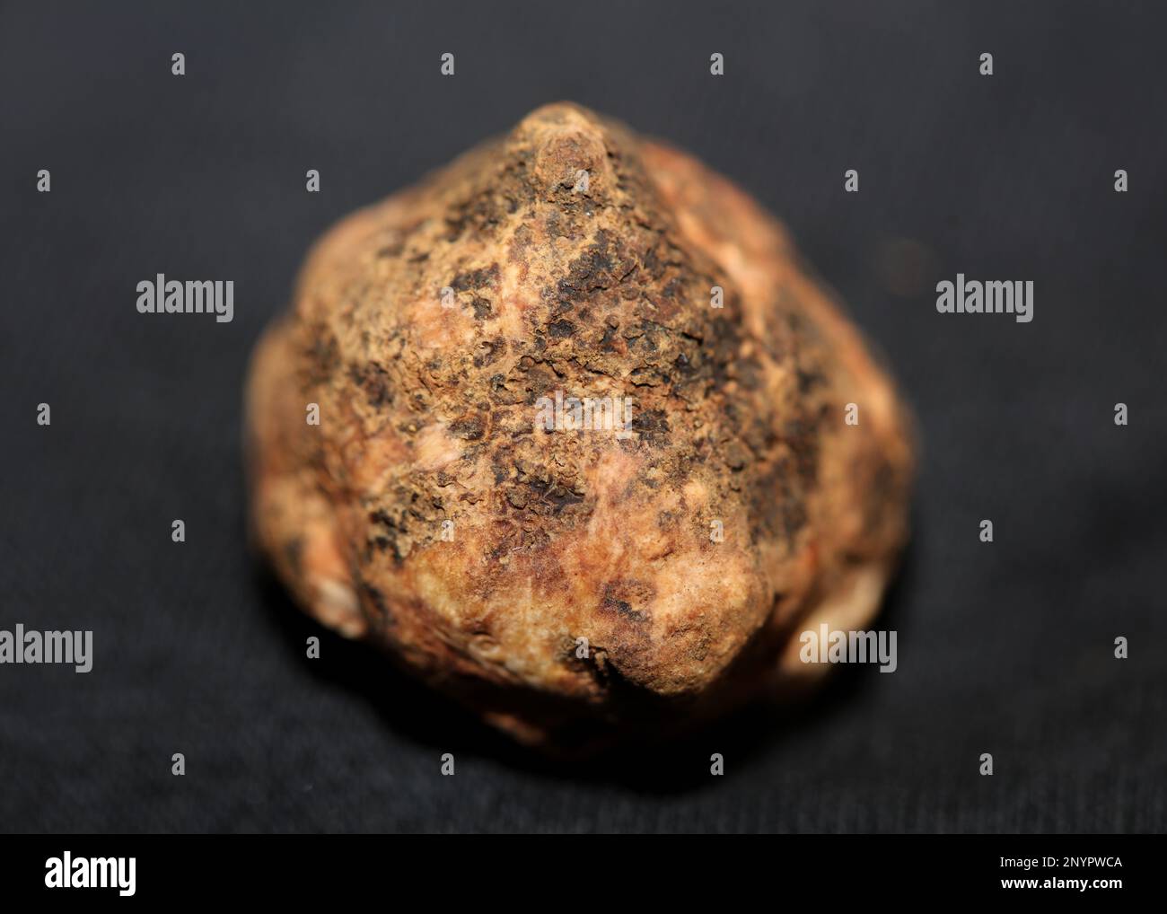 White truffle mushroom close up background botanical prints tuber ...