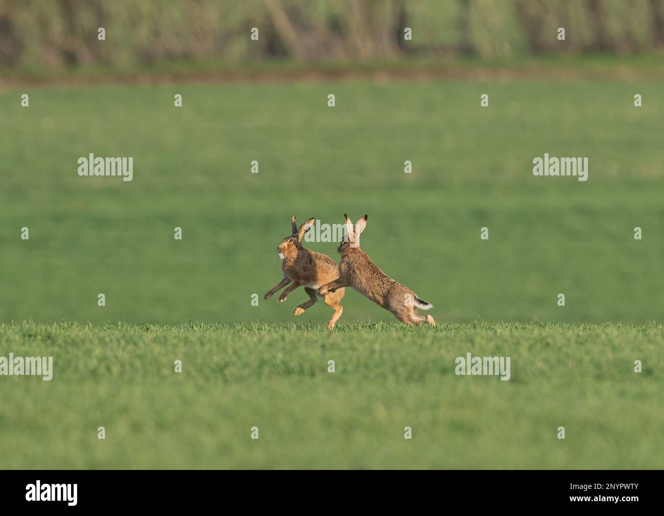 Mad March Hares. Brown Hares ( Lepus europaeus) exhibiting boxing and ...