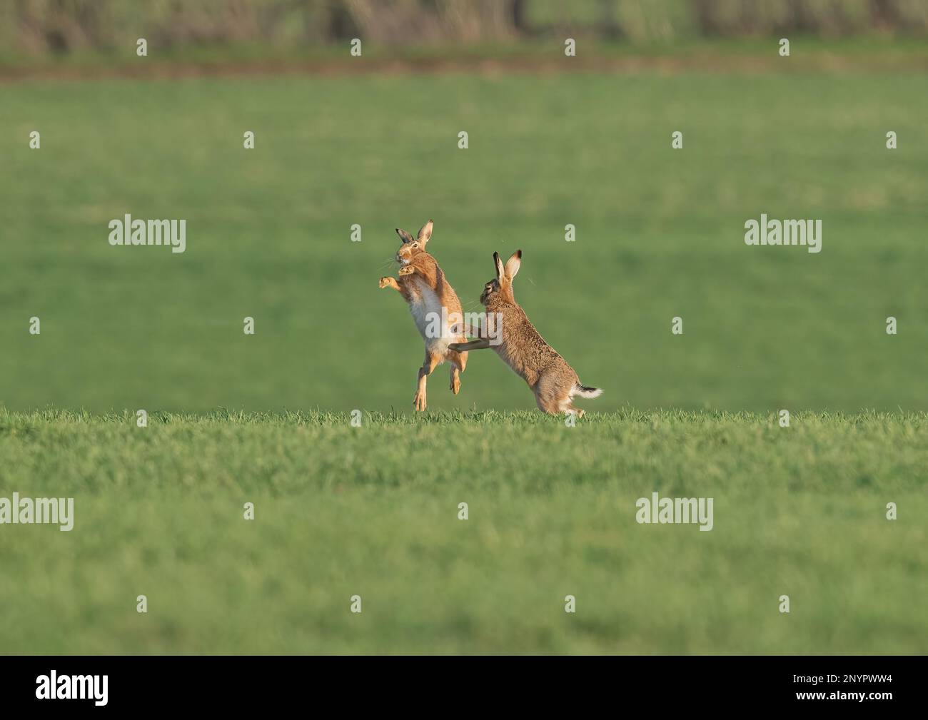 Mad March Hares. Brown Hares ( Lepus europaeus) exhibiting boxing and ...