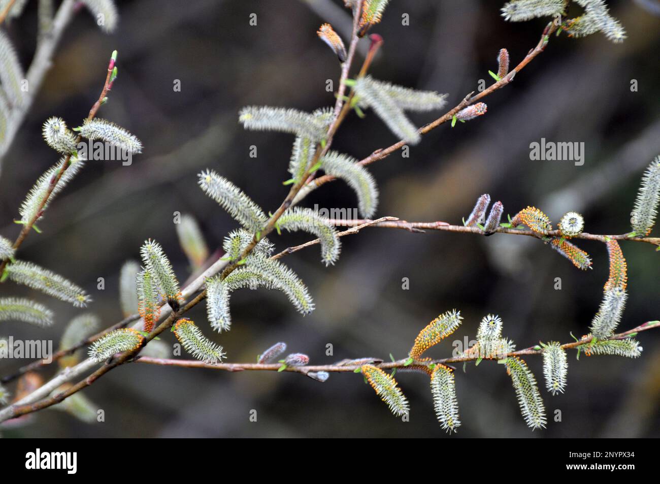 Salix purpurea hi-res stock photography and images - Alamy