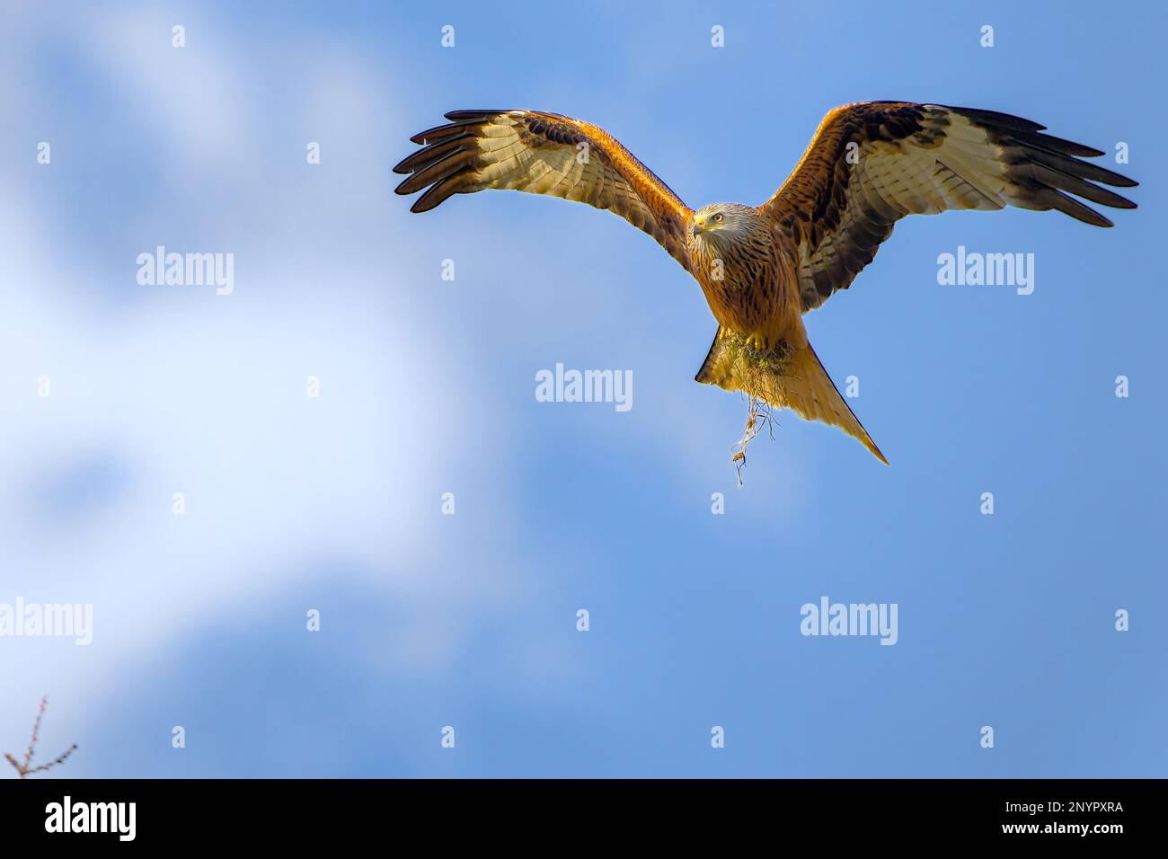 Red Kite in flight Stock Photo - Alamy