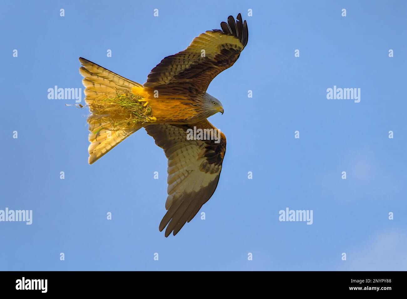 Red Kite in flight Stock Photo - Alamy
