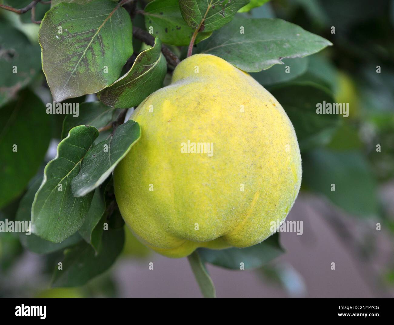 Quince (Cydonia oblonga) fruits ripen on the branch of the bush Stock ...
