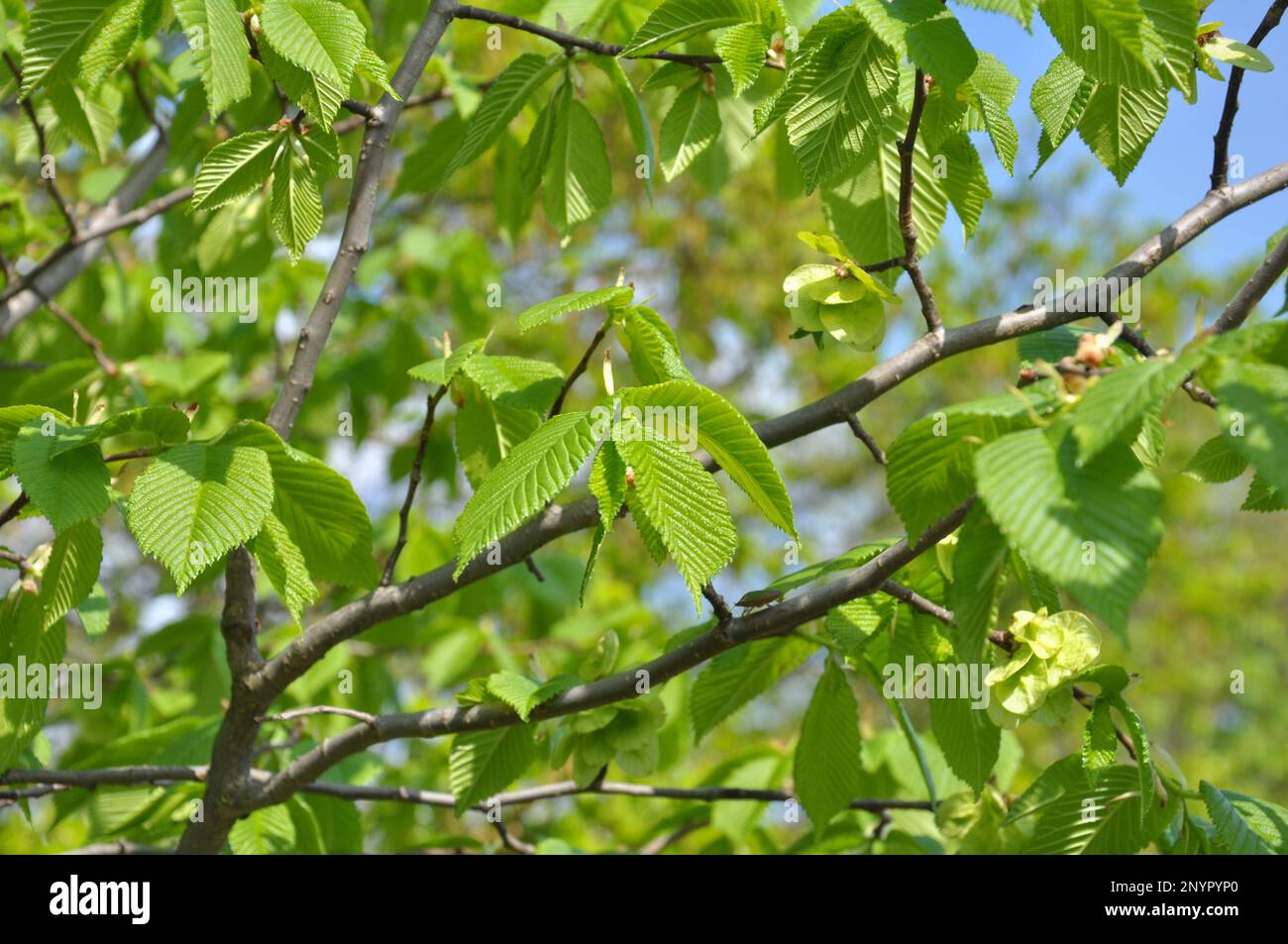 Young elm tree hi-res stock photography and images - Alamy